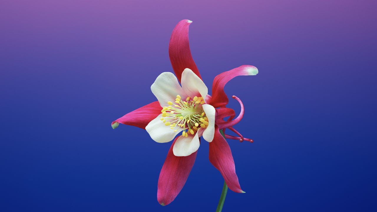 Big Flower Wallpapers - Top Free Big Flower Backgrounds - WallpaperAccess