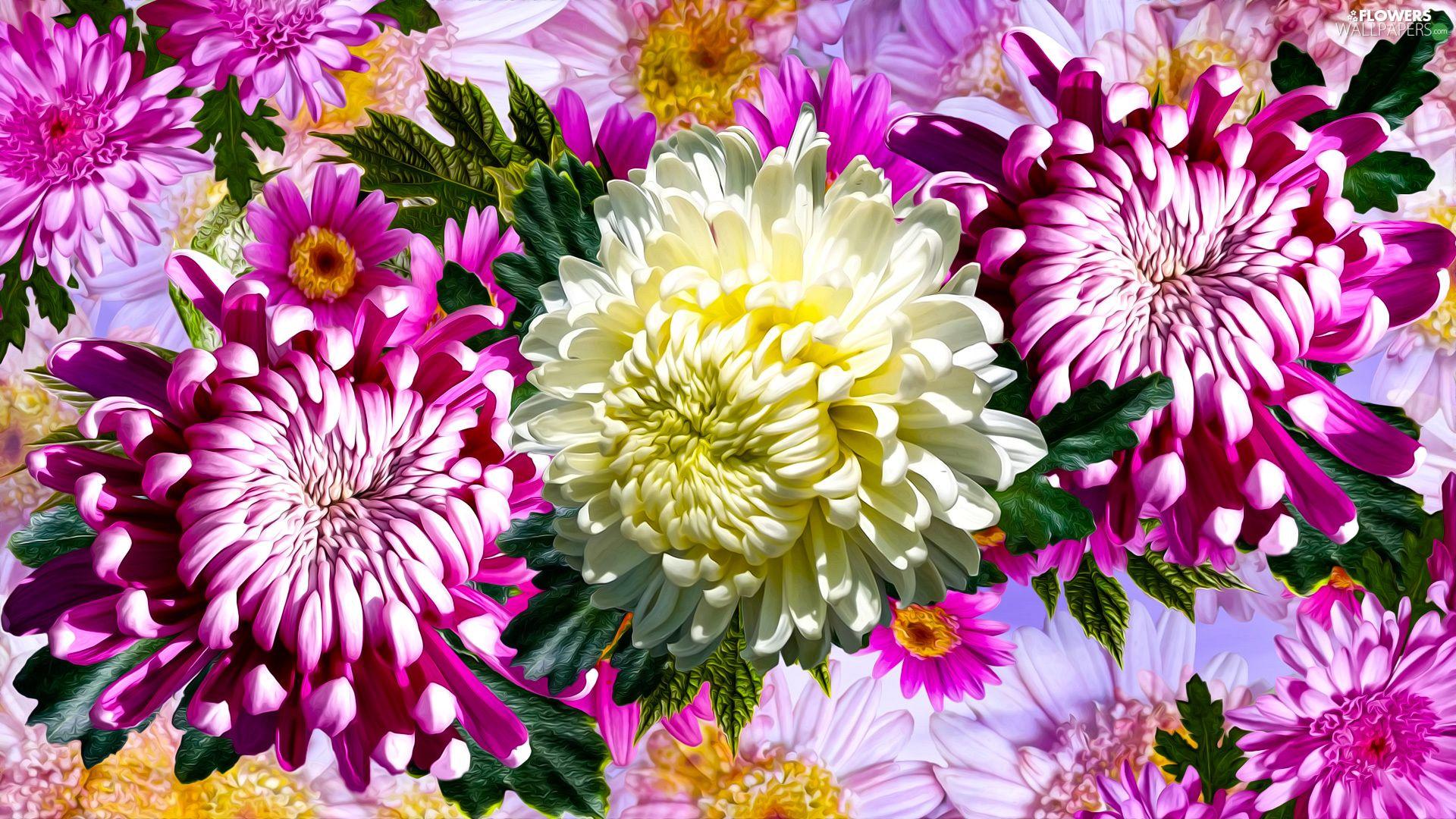 Flowers 1920x1080 Wallpapers - Top Free Flowers 1920x1080 Backgrounds ...