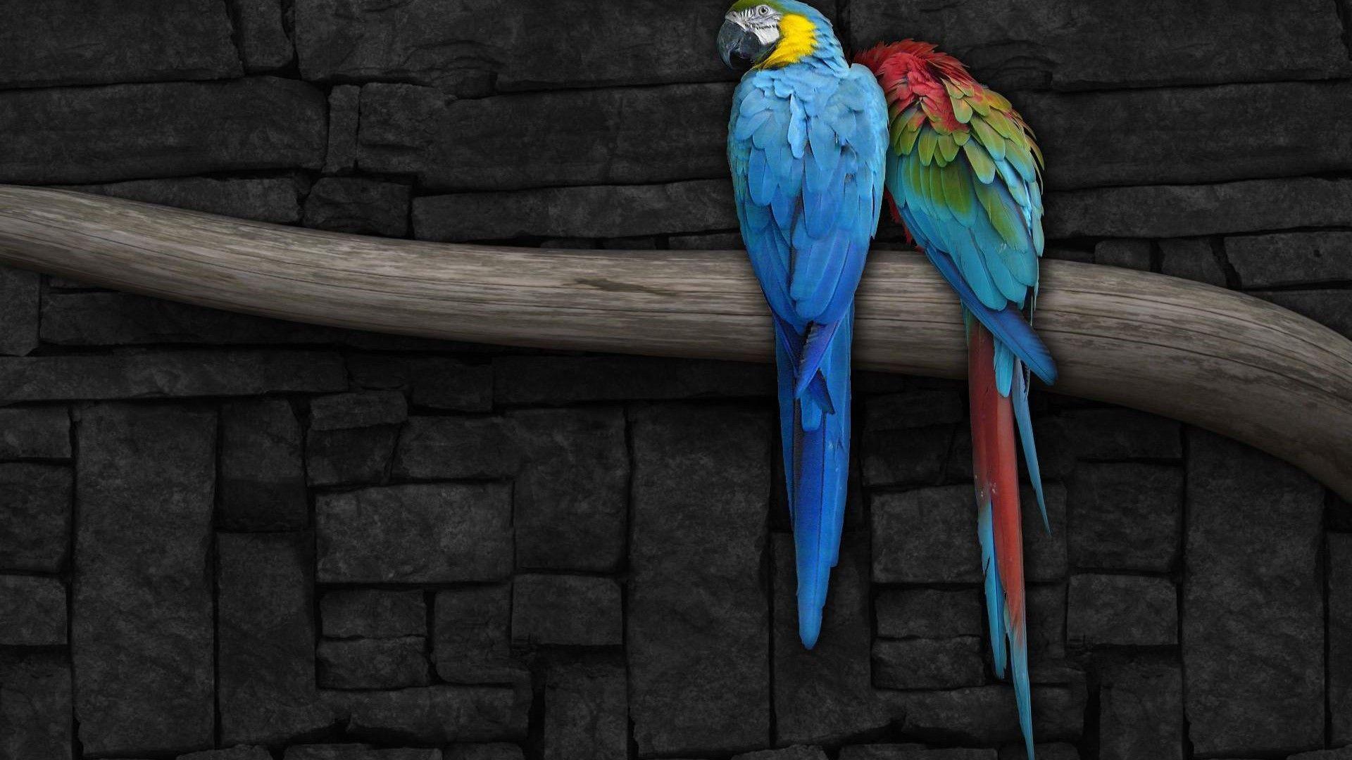 Guacamaya Wallpapers - Top Free Guacamaya Backgrounds - WallpaperAccess