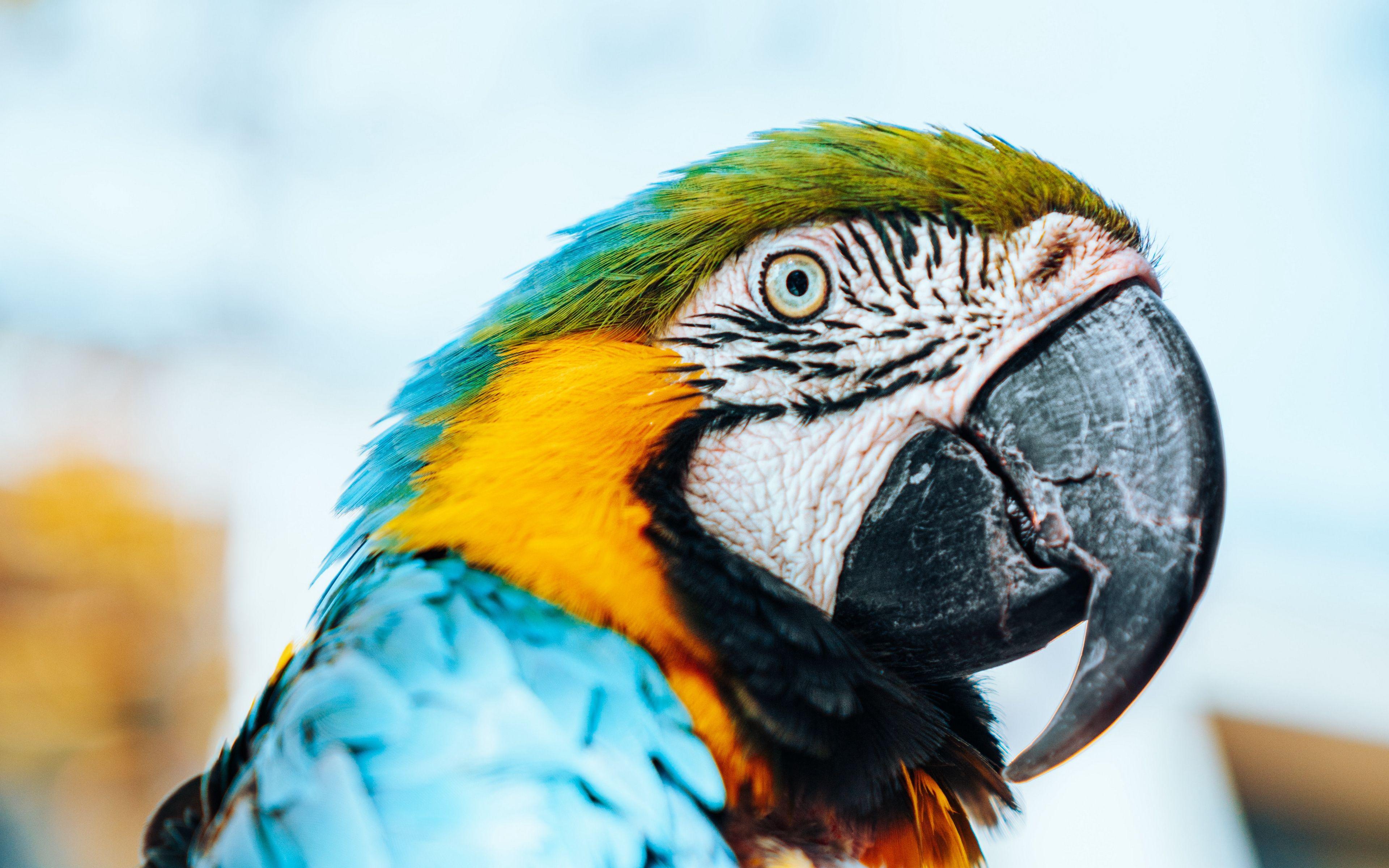 Guacamaya Wallpapers - Top Free Guacamaya Backgrounds - WallpaperAccess