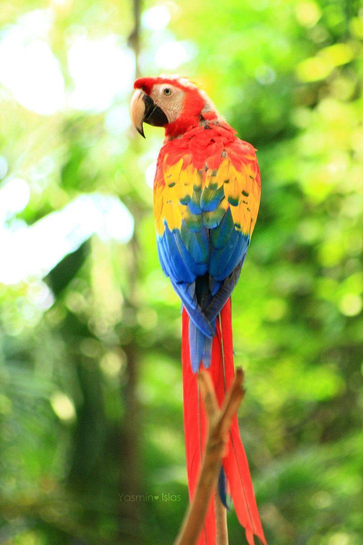 Guacamaya Wallpapers - Top Free Guacamaya Backgrounds - WallpaperAccess