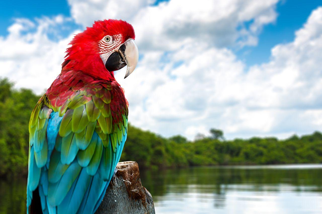 Guacamaya Wallpapers - Top Free Guacamaya Backgrounds - WallpaperAccess