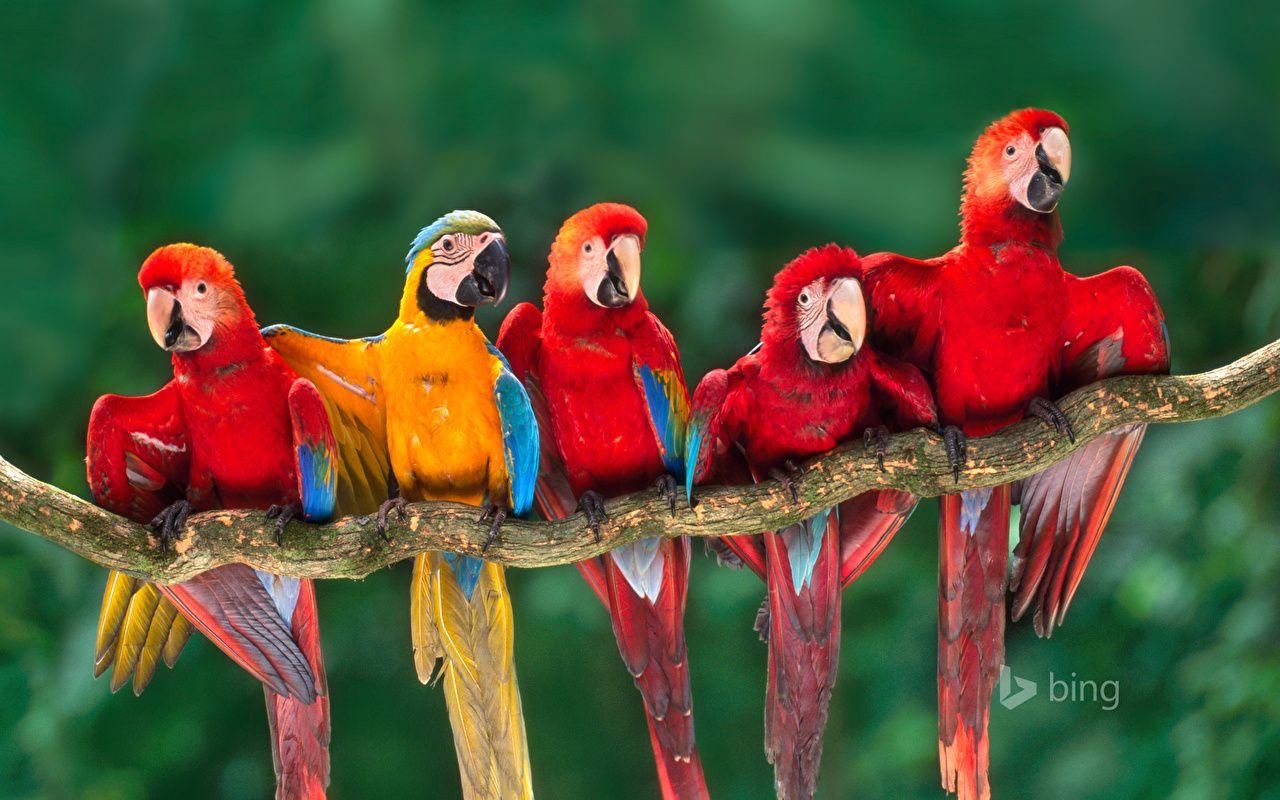 Guacamaya Wallpapers - Top Free Guacamaya Backgrounds - WallpaperAccess