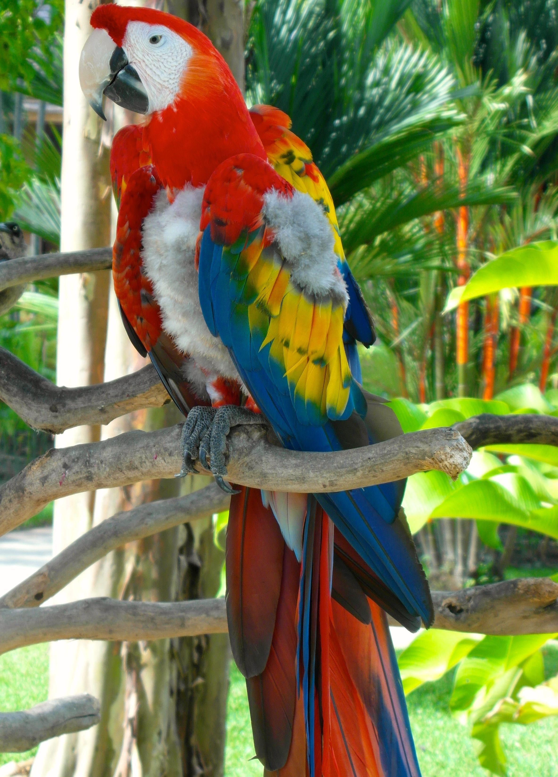 Guacamaya Wallpapers - Top Free Guacamaya Backgrounds - WallpaperAccess