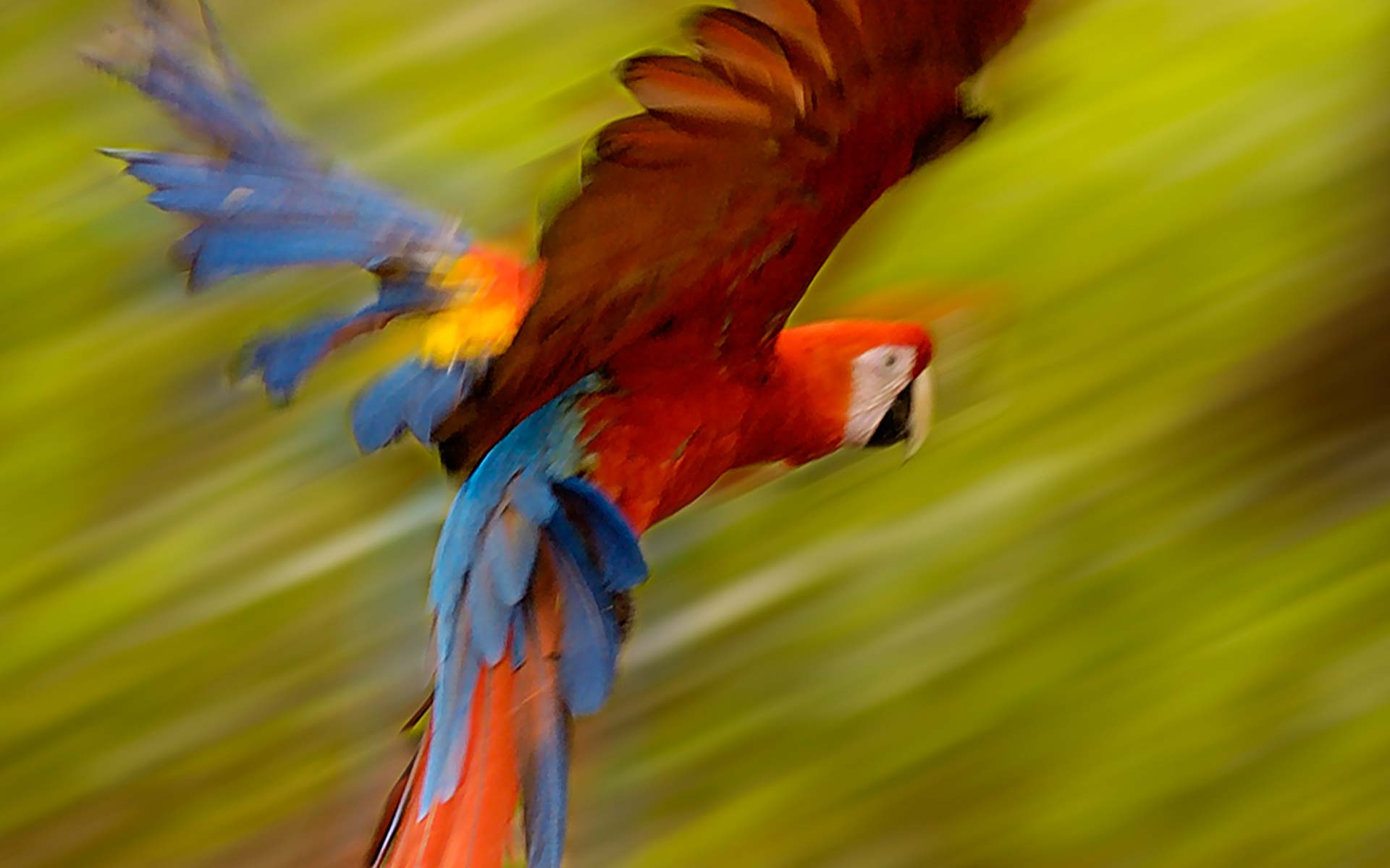 Guacamaya Wallpapers - Top Free Guacamaya Backgrounds - WallpaperAccess