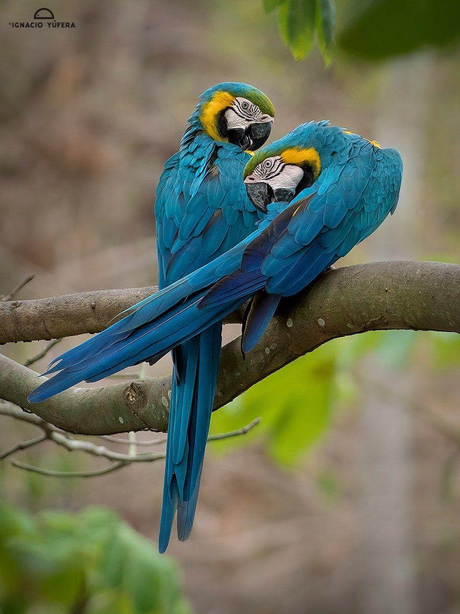 Guacamaya Wallpapers - Top Free Guacamaya Backgrounds - WallpaperAccess