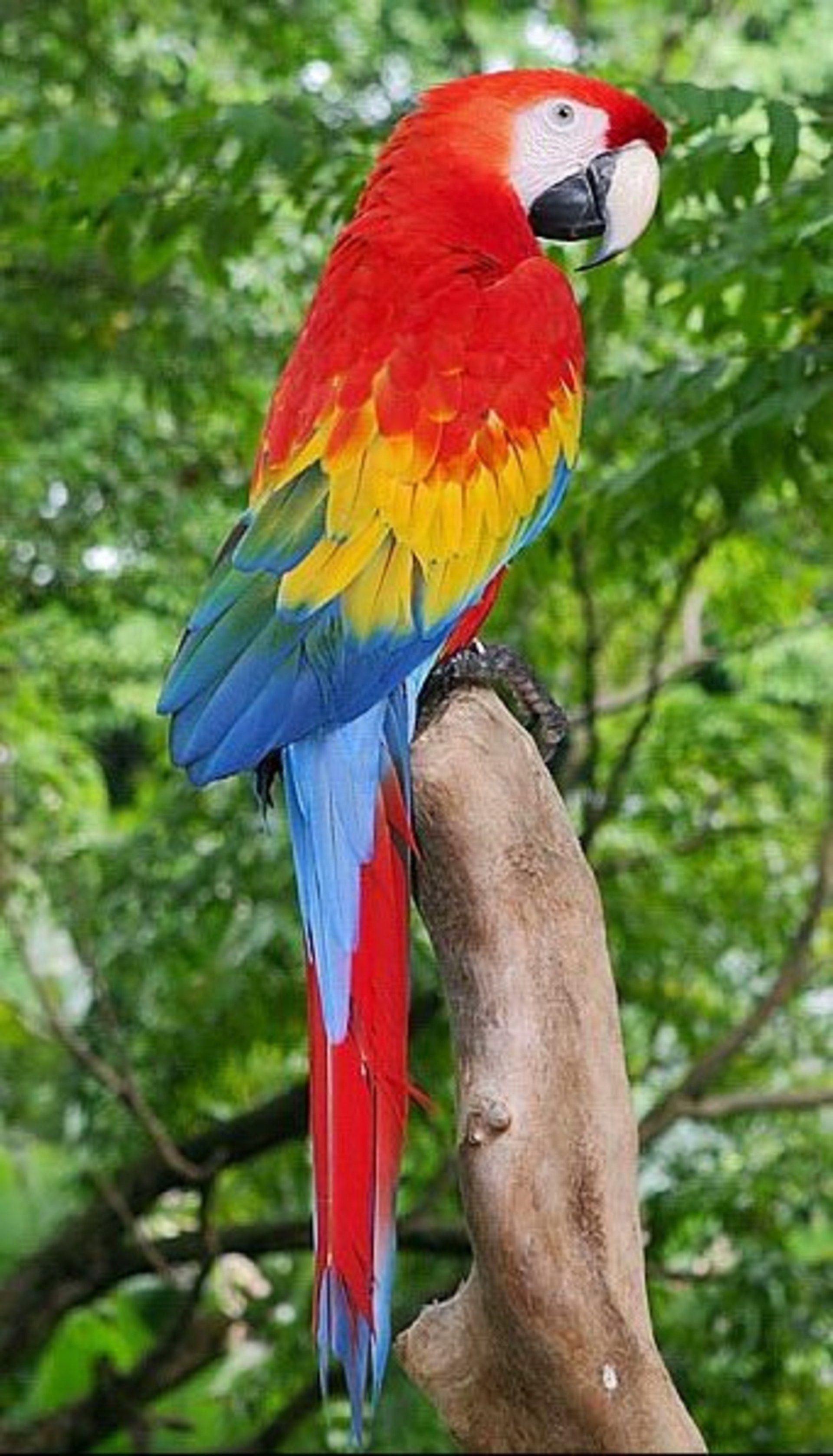 Guacamaya Wallpapers - Top Free Guacamaya Backgrounds - WallpaperAccess