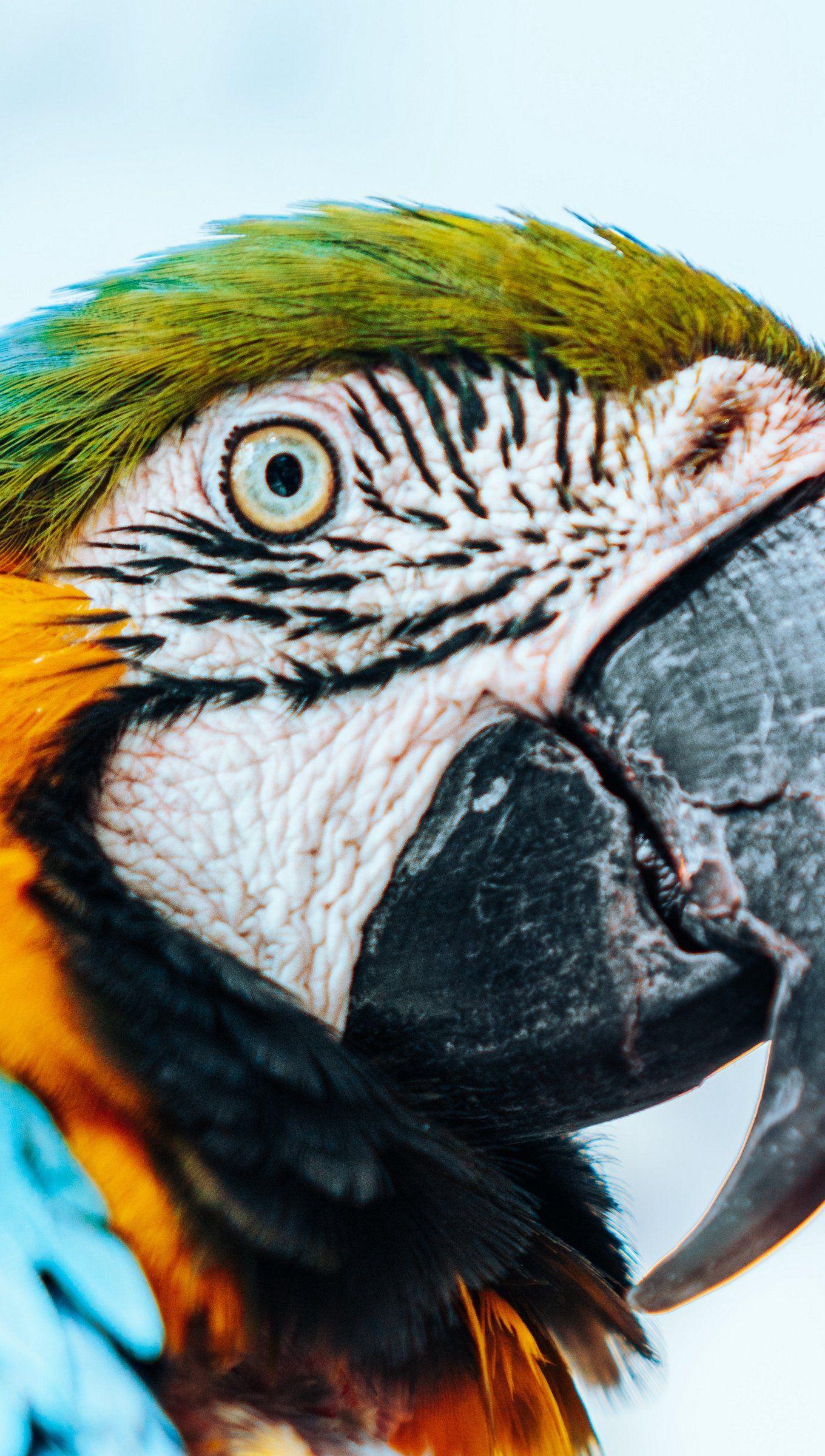 Guacamaya Wallpapers - Top Free Guacamaya Backgrounds - WallpaperAccess