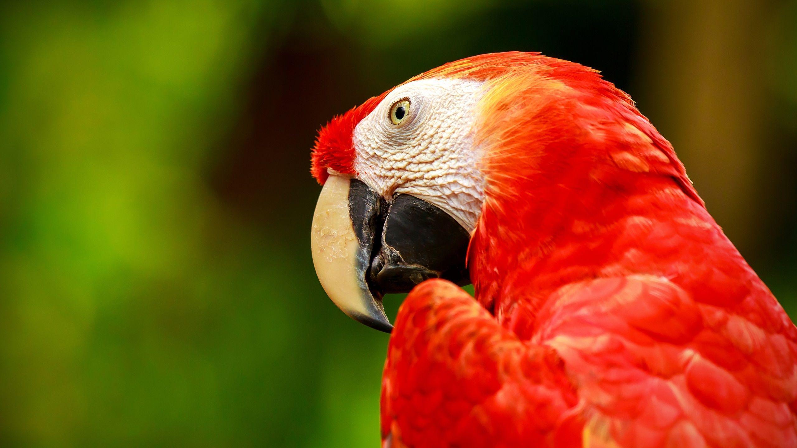 Guacamaya Wallpapers - Top Free Guacamaya Backgrounds - WallpaperAccess