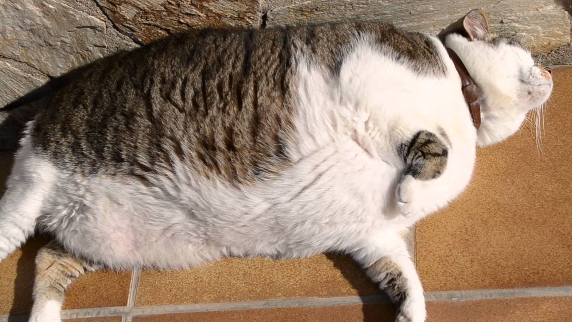 Fat Dog Wallpapers - Top Free Fat Dog Backgrounds - WallpaperAccess