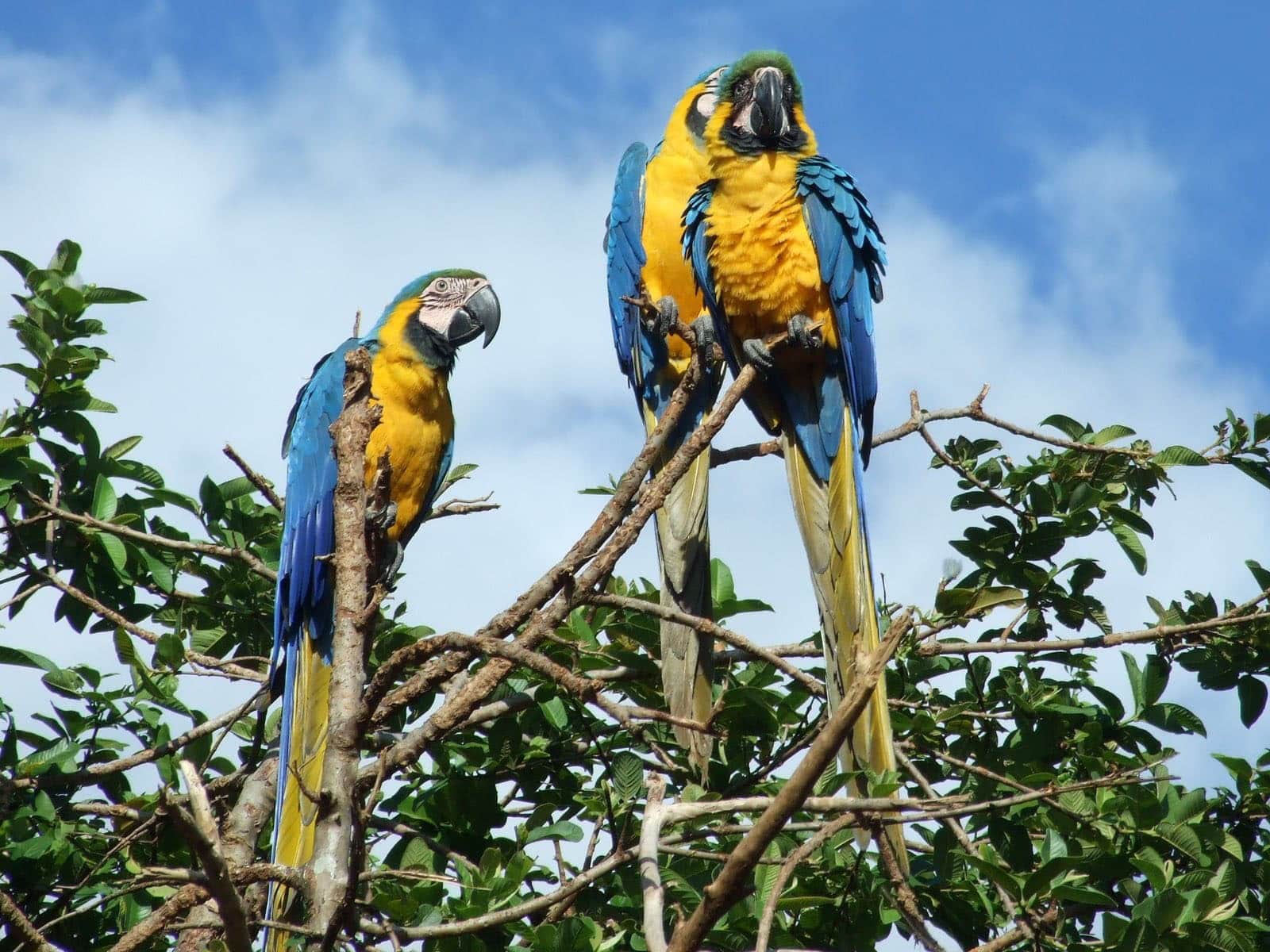Guacamaya Wallpapers - Top Free Guacamaya Backgrounds - WallpaperAccess