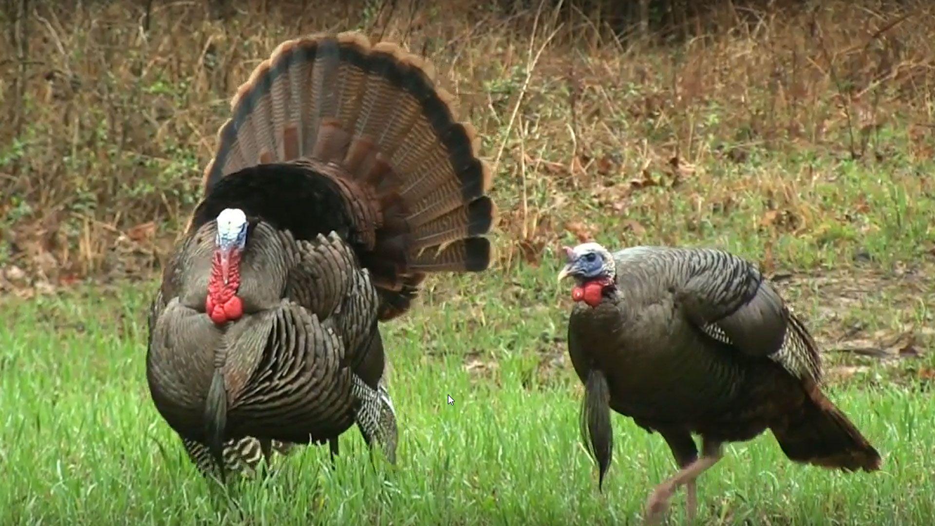 Turkey Gobbler Wallpapers Top Free Turkey Gobbler Backgrounds 