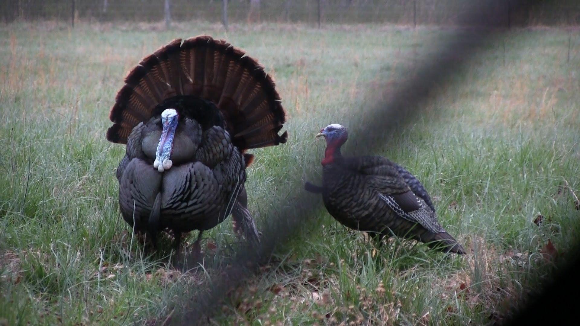 Turkey Gobbler Wallpapers - Top Free Turkey Gobbler Backgrounds ...
