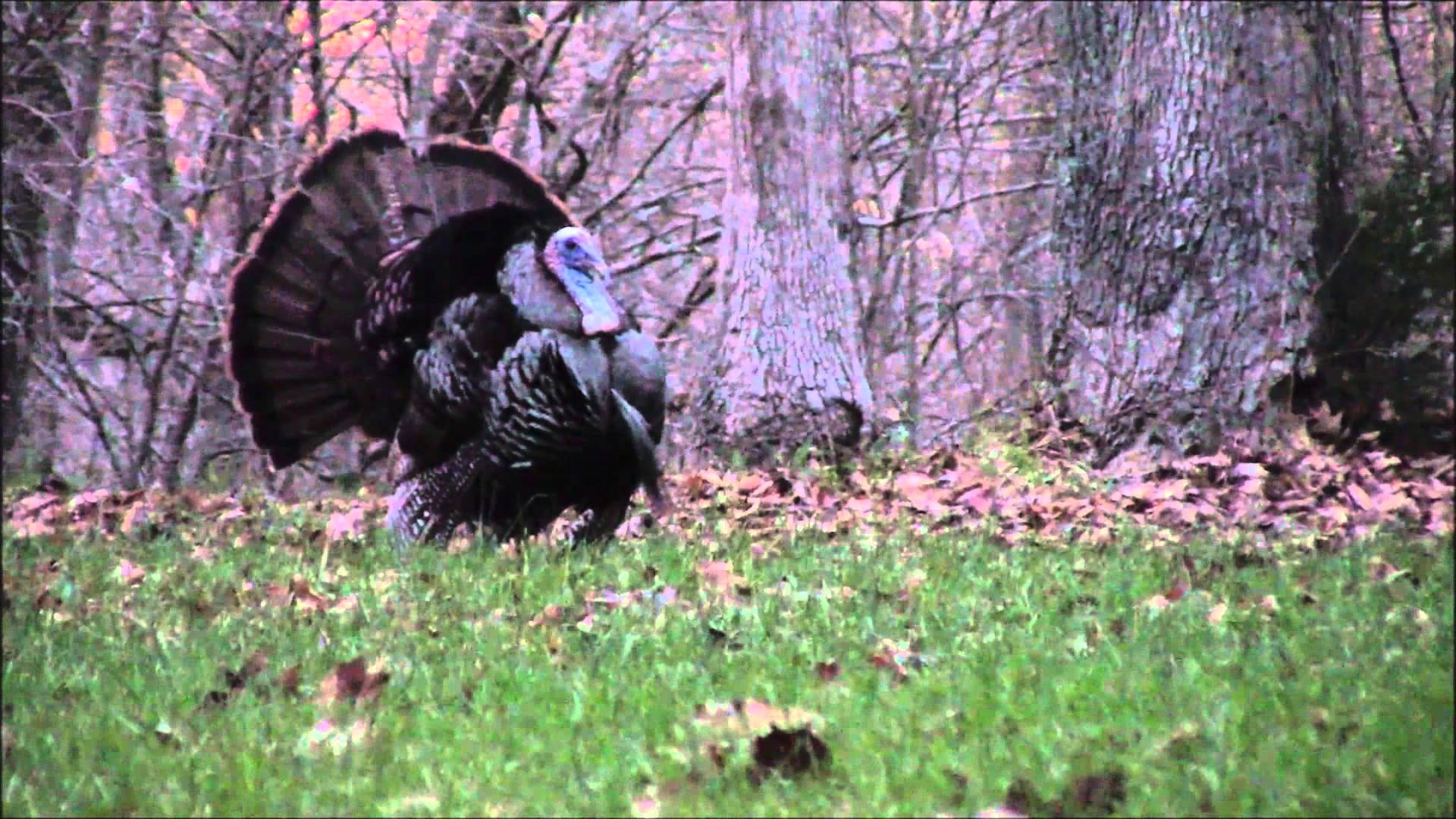 Spring Gobbler Wallpapers - Top Free Spring Gobbler Backgrounds ...