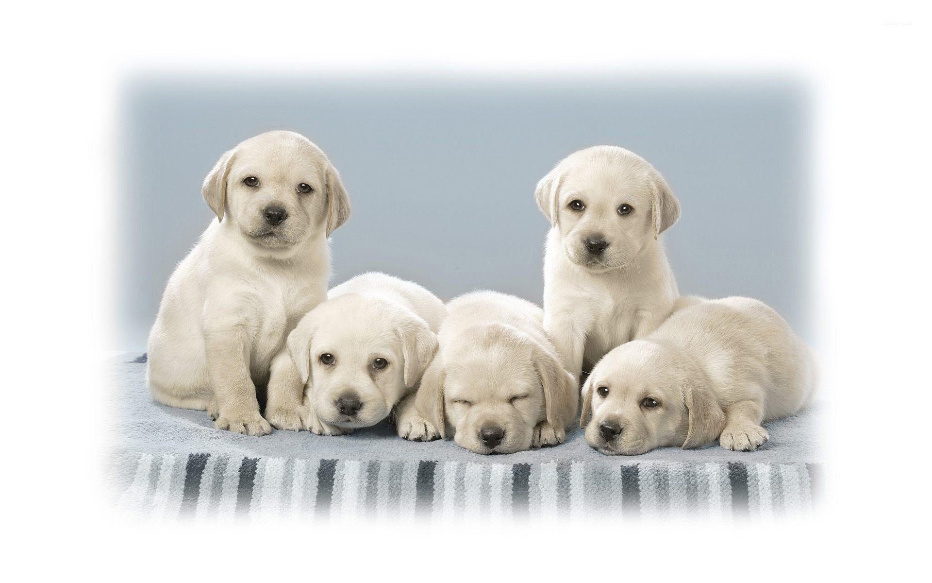 Labrador Puppy Wallpapers - Top Free Labrador Puppy Backgrounds ...