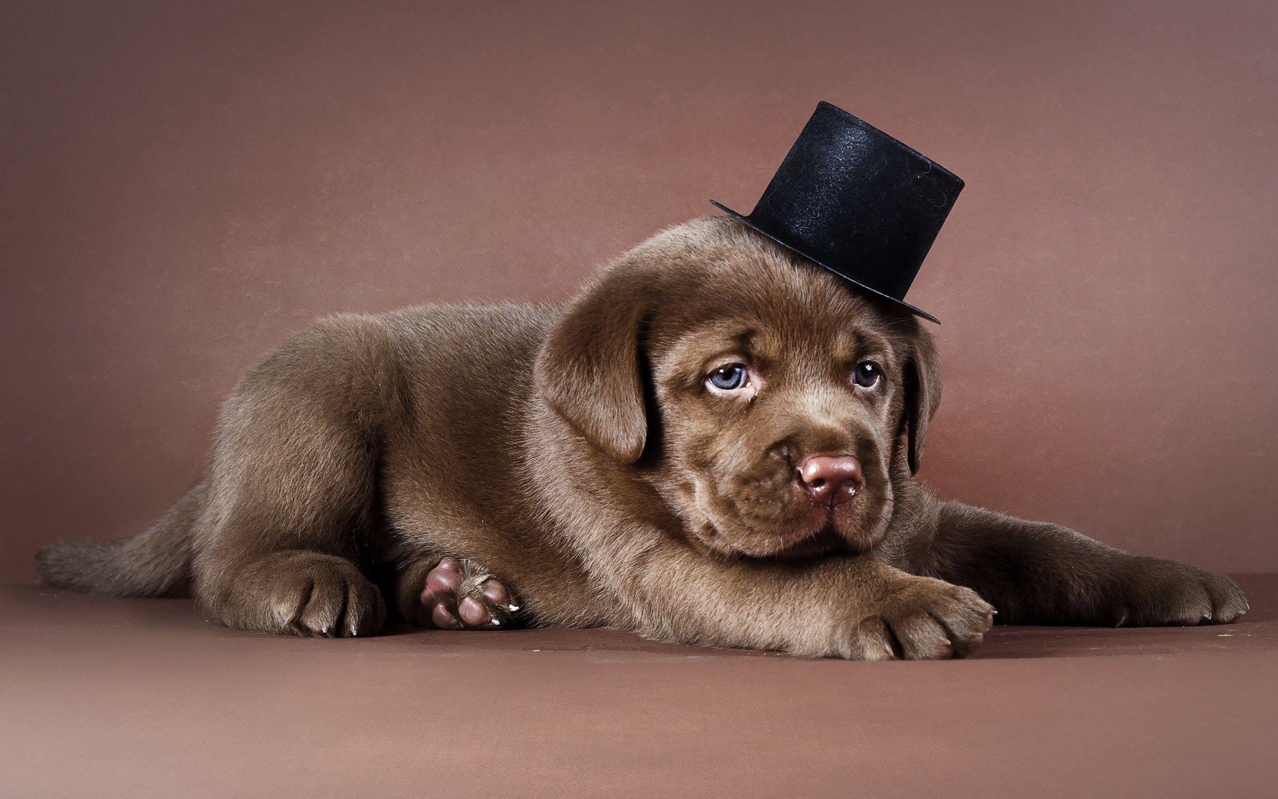 Labrador Puppy Wallpapers - Top Free Labrador Puppy Backgrounds ...