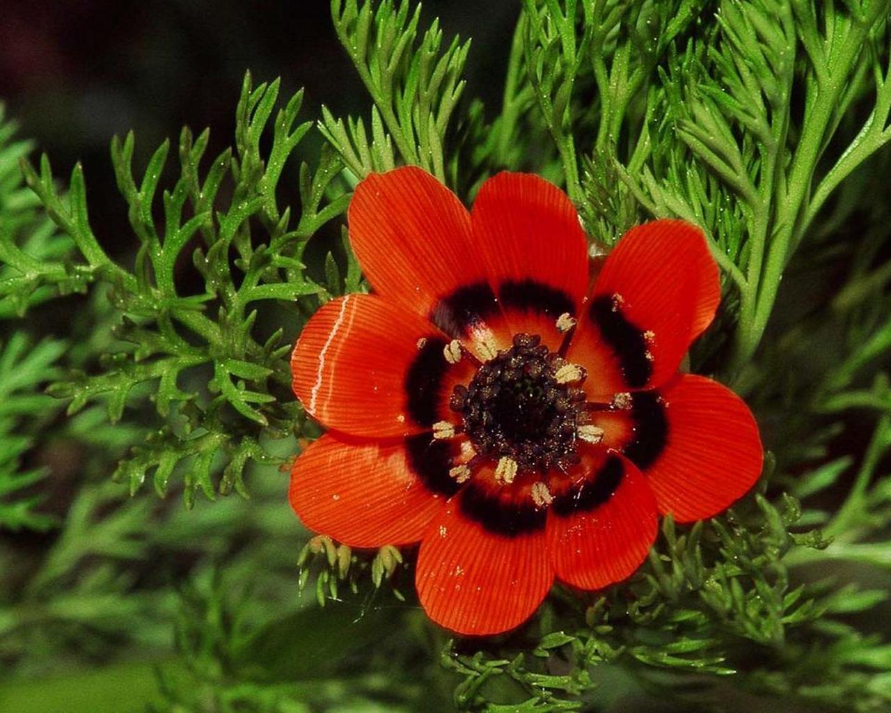 Adonis Creed Wallpapers - Top Free Adonis Creed Backgrounds ...