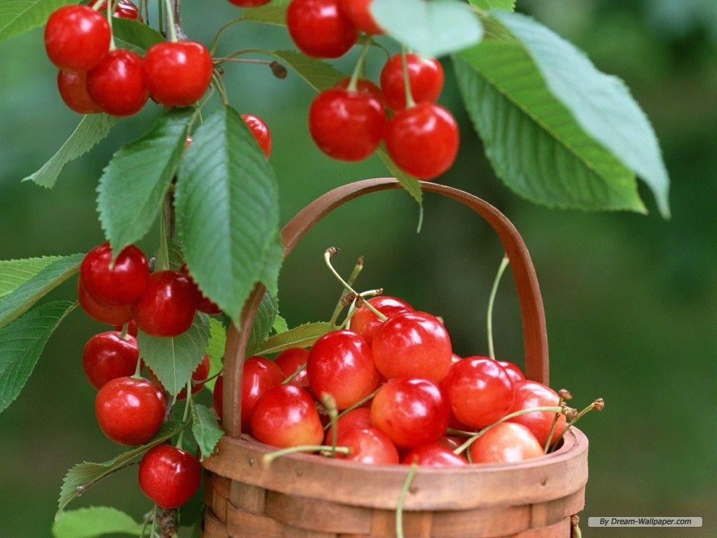 Cherry Desktop Wallpapers - Top Free Cherry Desktop Backgrounds ...