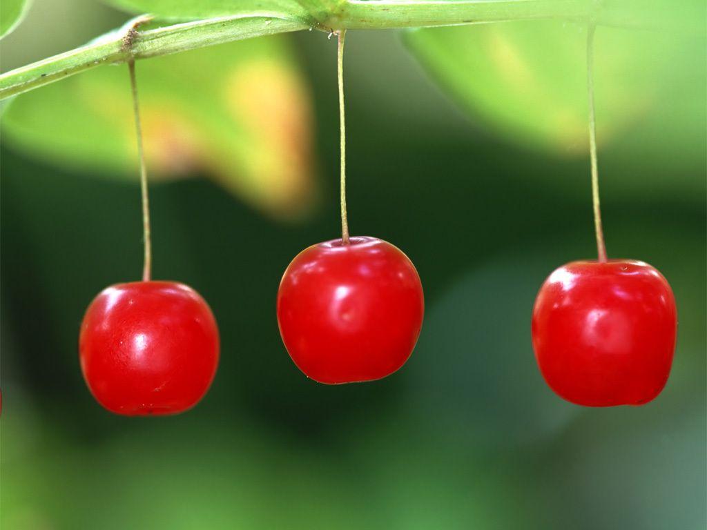 Cherry Desktop Wallpapers - Top Free Cherry Desktop Backgrounds ...