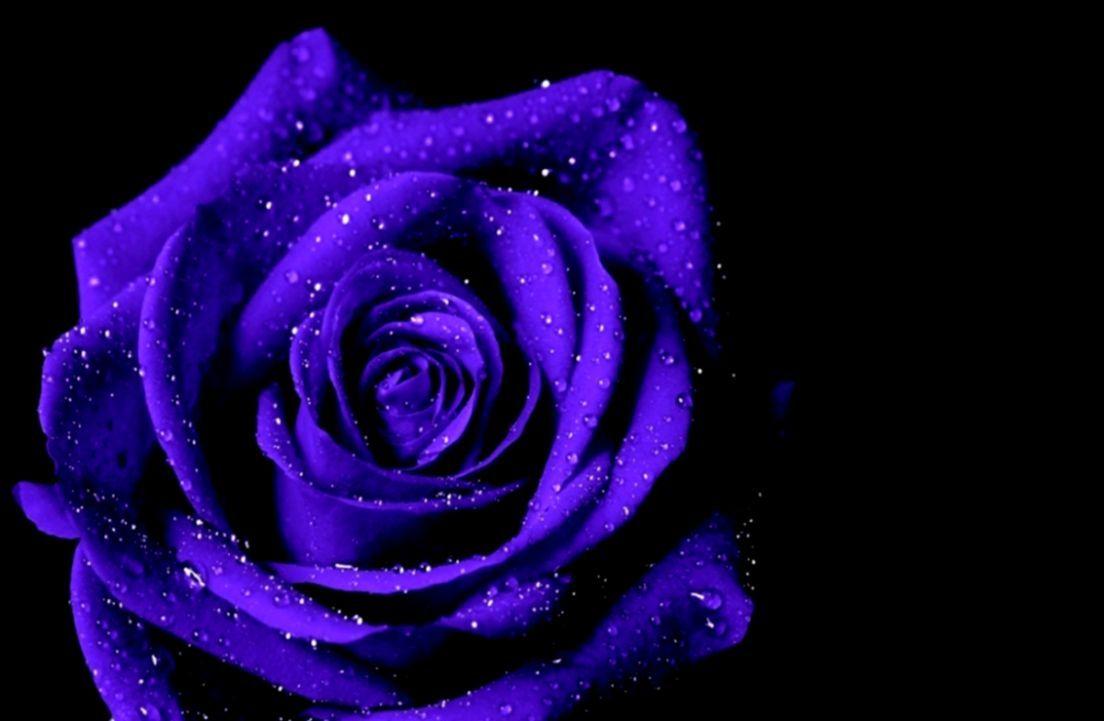 Purple Rose Desktop Wallpapers - Top Free Purple Rose Desktop ...