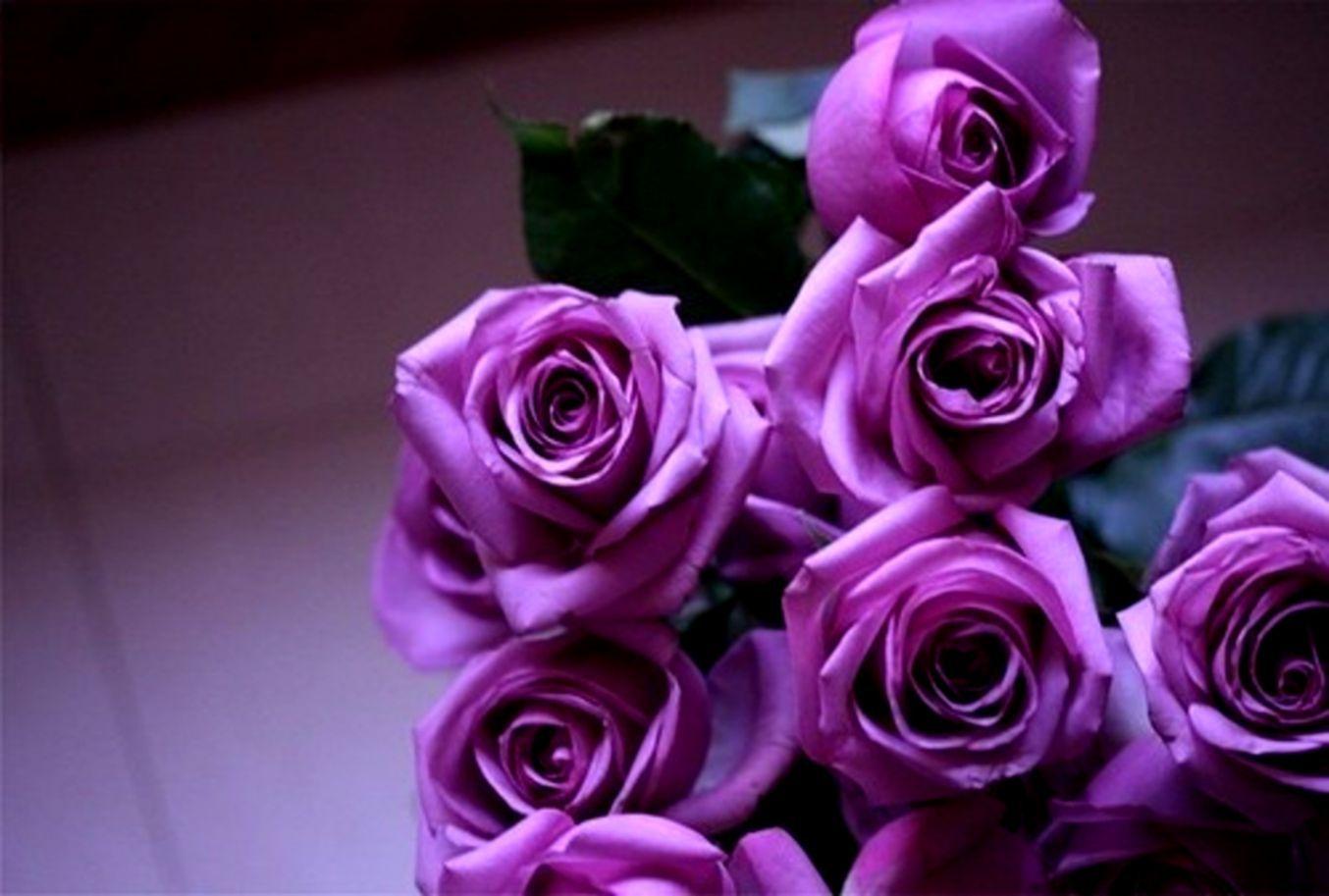 Purple Rose Desktop Wallpapers - Top Free Purple Rose Desktop ...