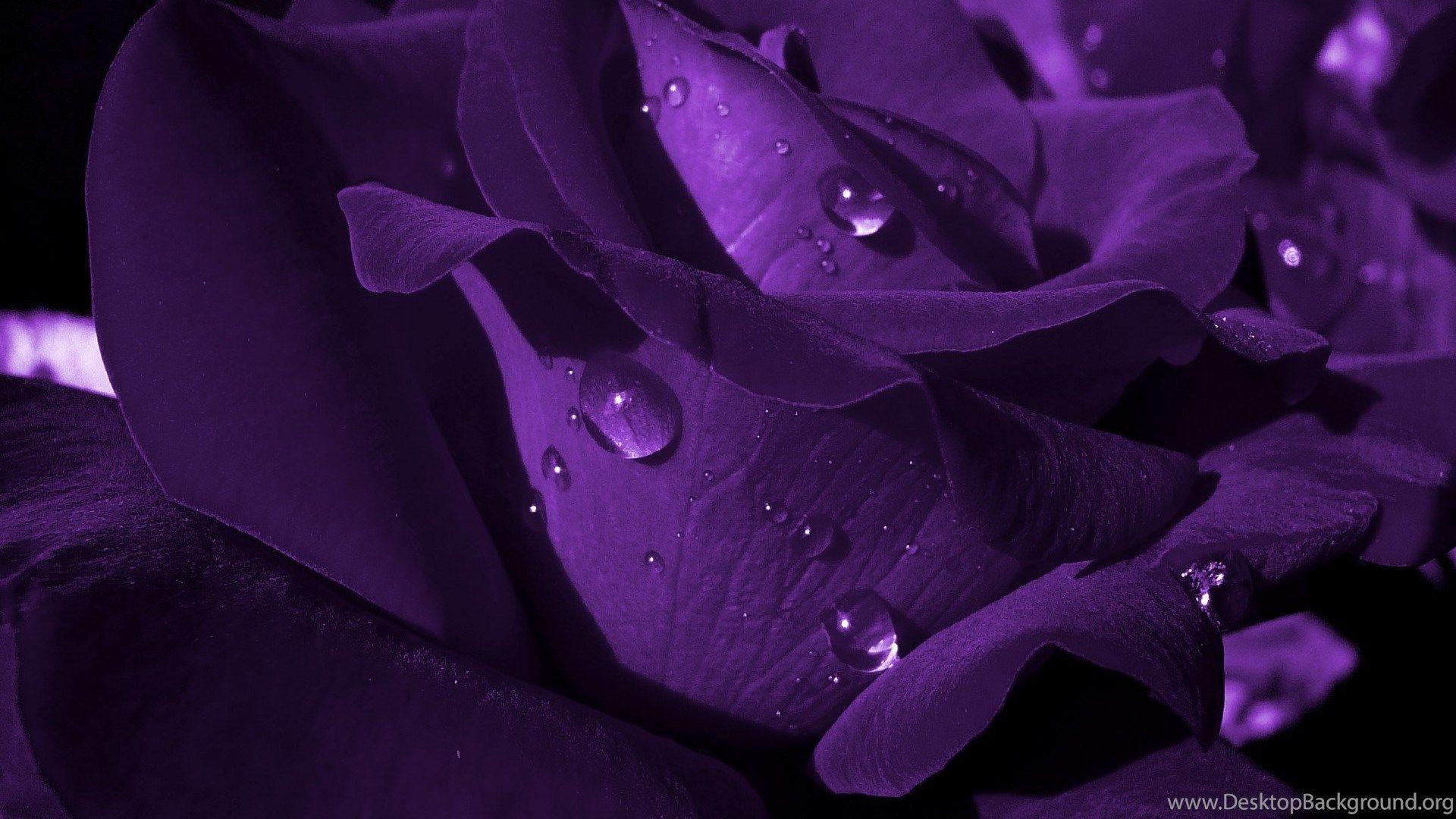 Purple Rose Desktop Wallpapers - Top Free Purple Rose Desktop ...