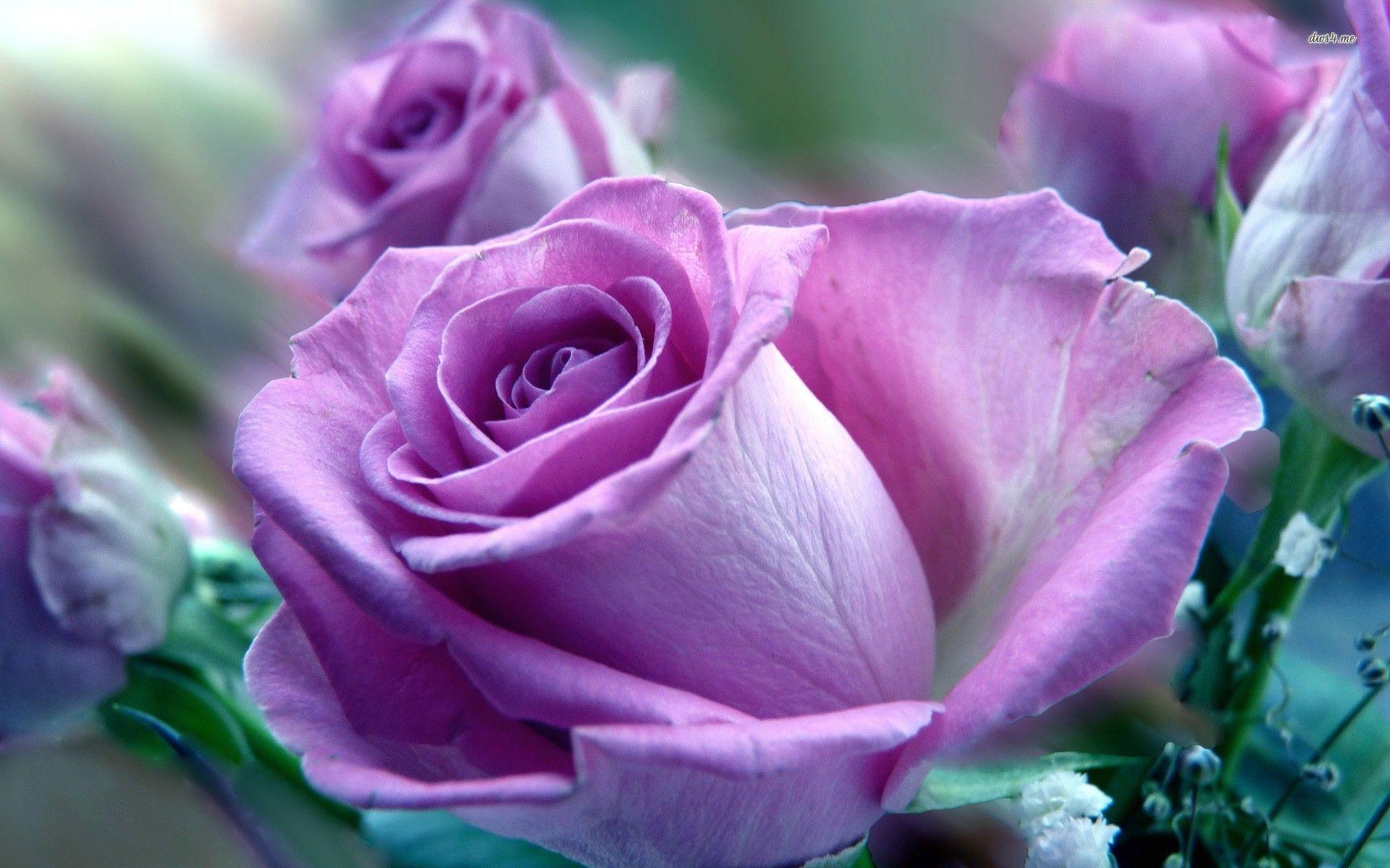 Purple and Pink Roses Wallpapers - Top Free Purple and Pink Roses ...