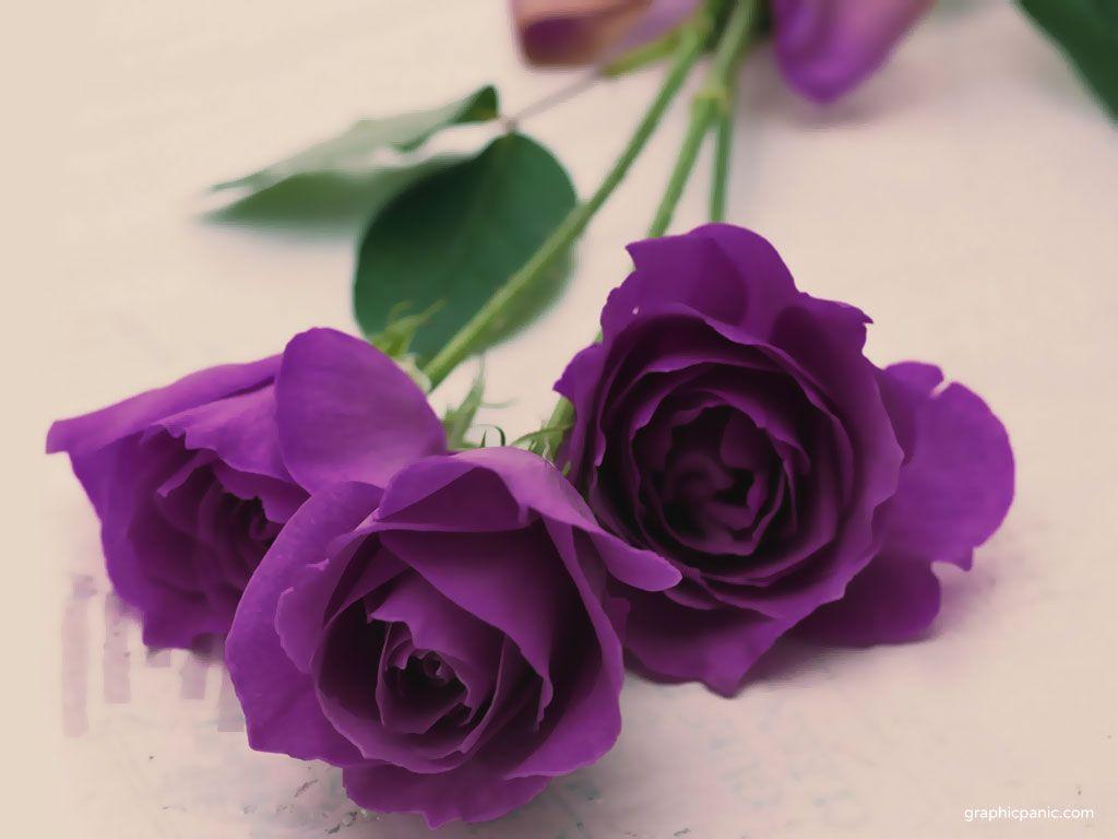 Purple Rose Desktop Wallpapers - Top Free Purple Rose Desktop ...
