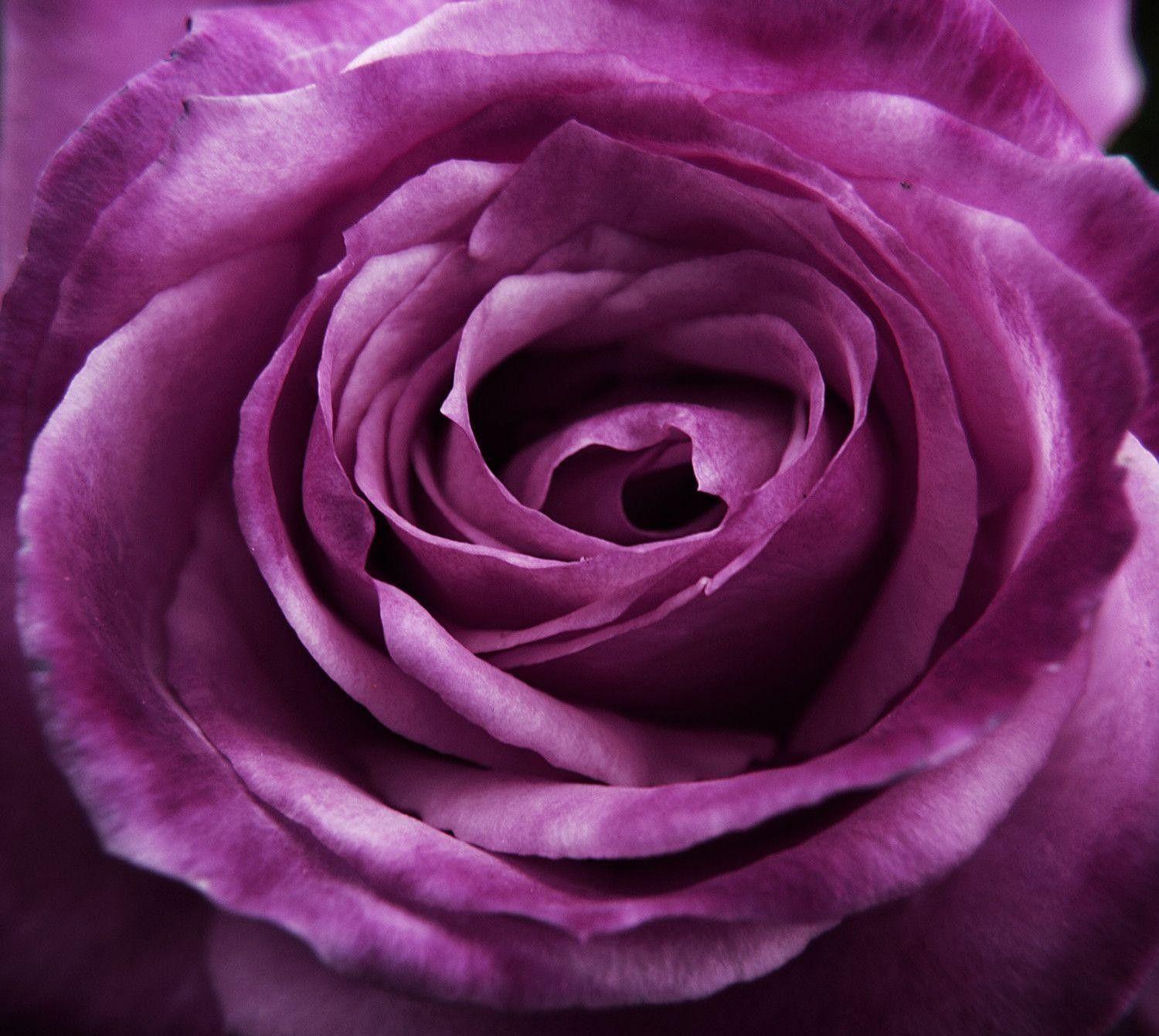 Purple Rose Desktop Wallpapers - Top Free Purple Rose Desktop ...