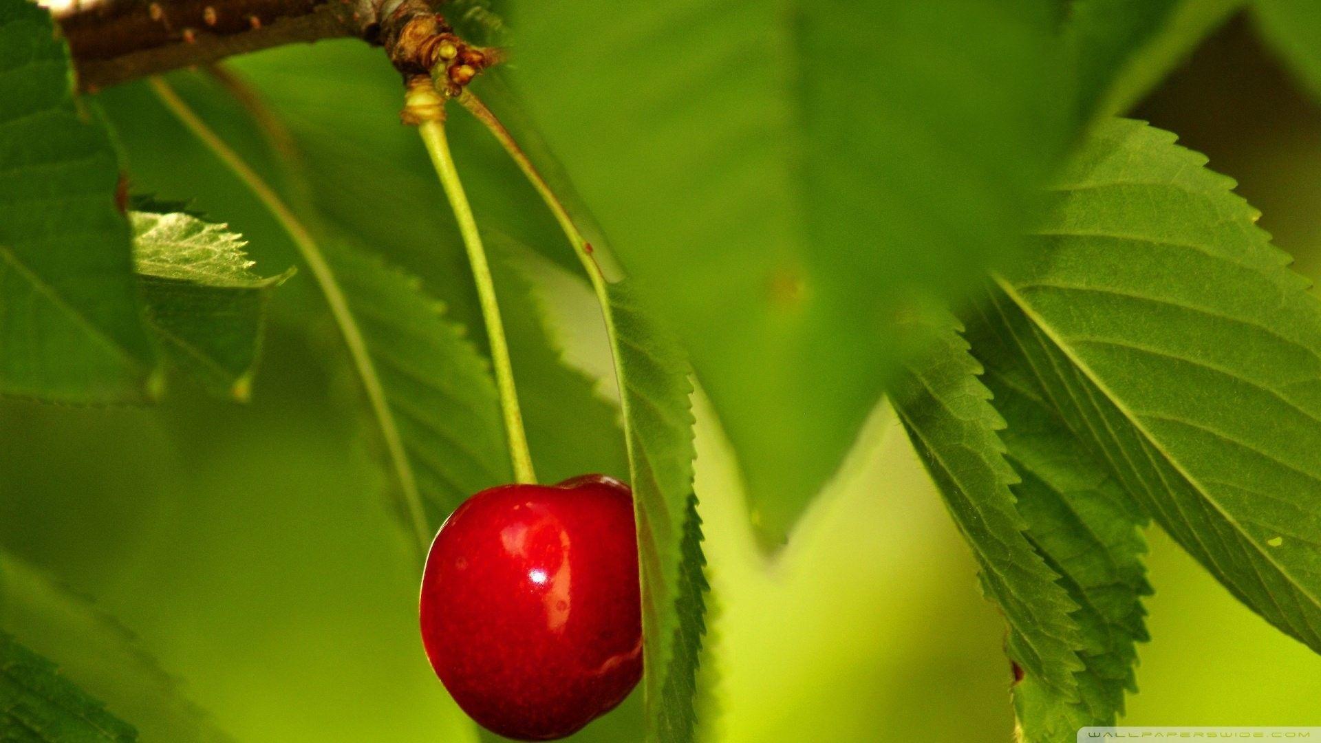 Cherry Desktop Wallpapers - Top Free Cherry Desktop Backgrounds ...