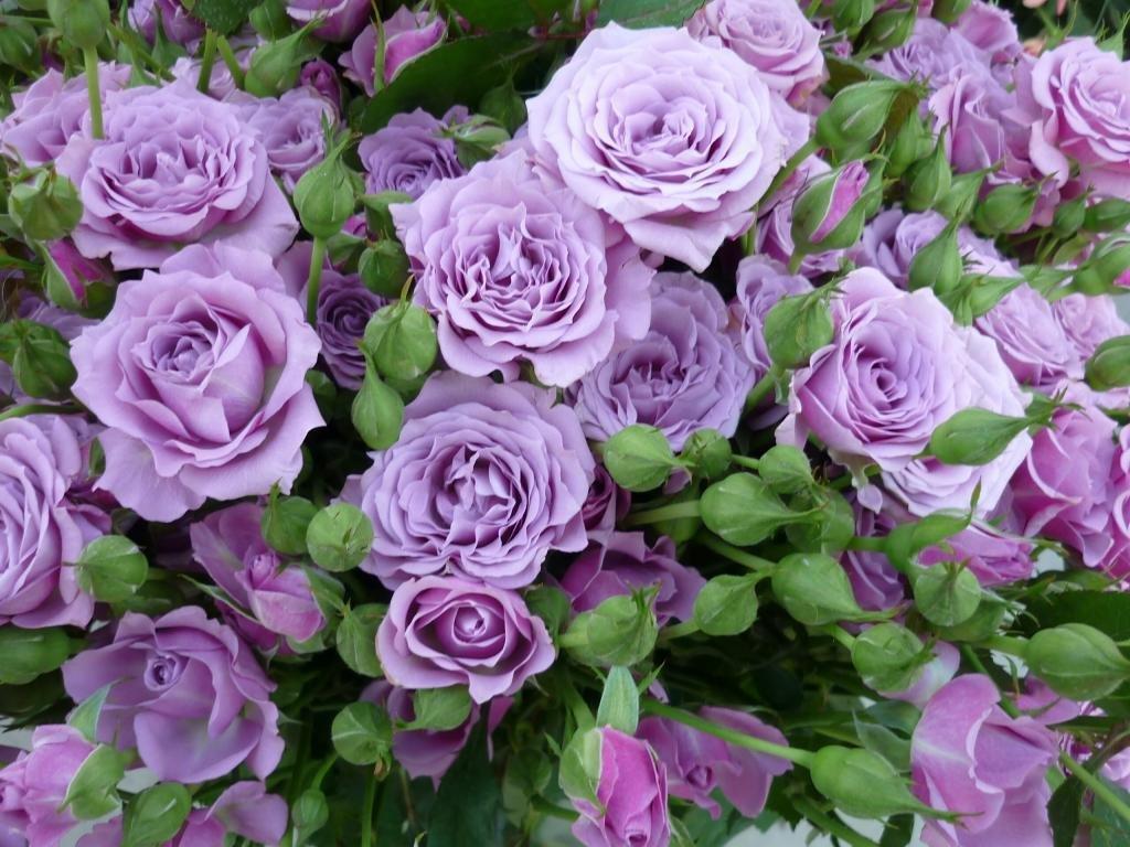 Purple Rose Desktop Wallpapers - Top Free Purple Rose Desktop ...