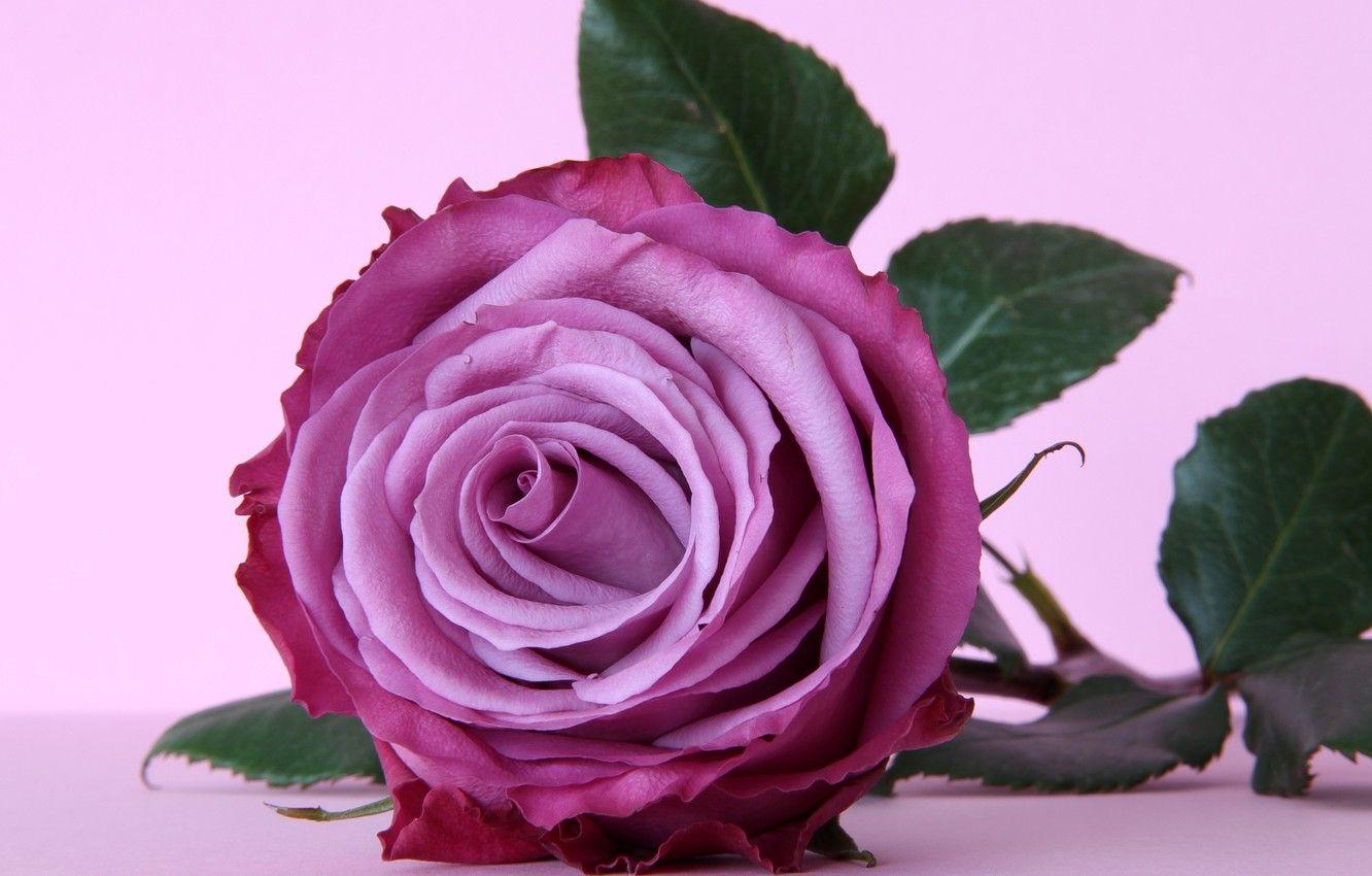 Purple Rose Desktop Wallpapers - Top Free Purple Rose Desktop ...