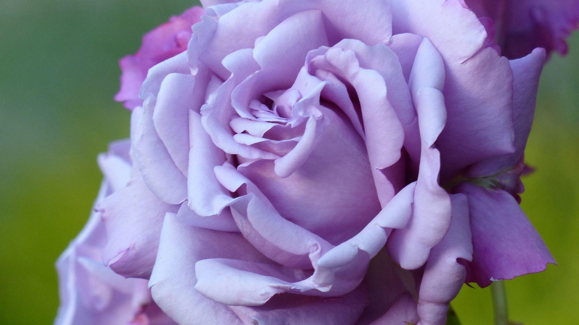 Purple Rose Desktop Wallpapers - Top Free Purple Rose Desktop ...
