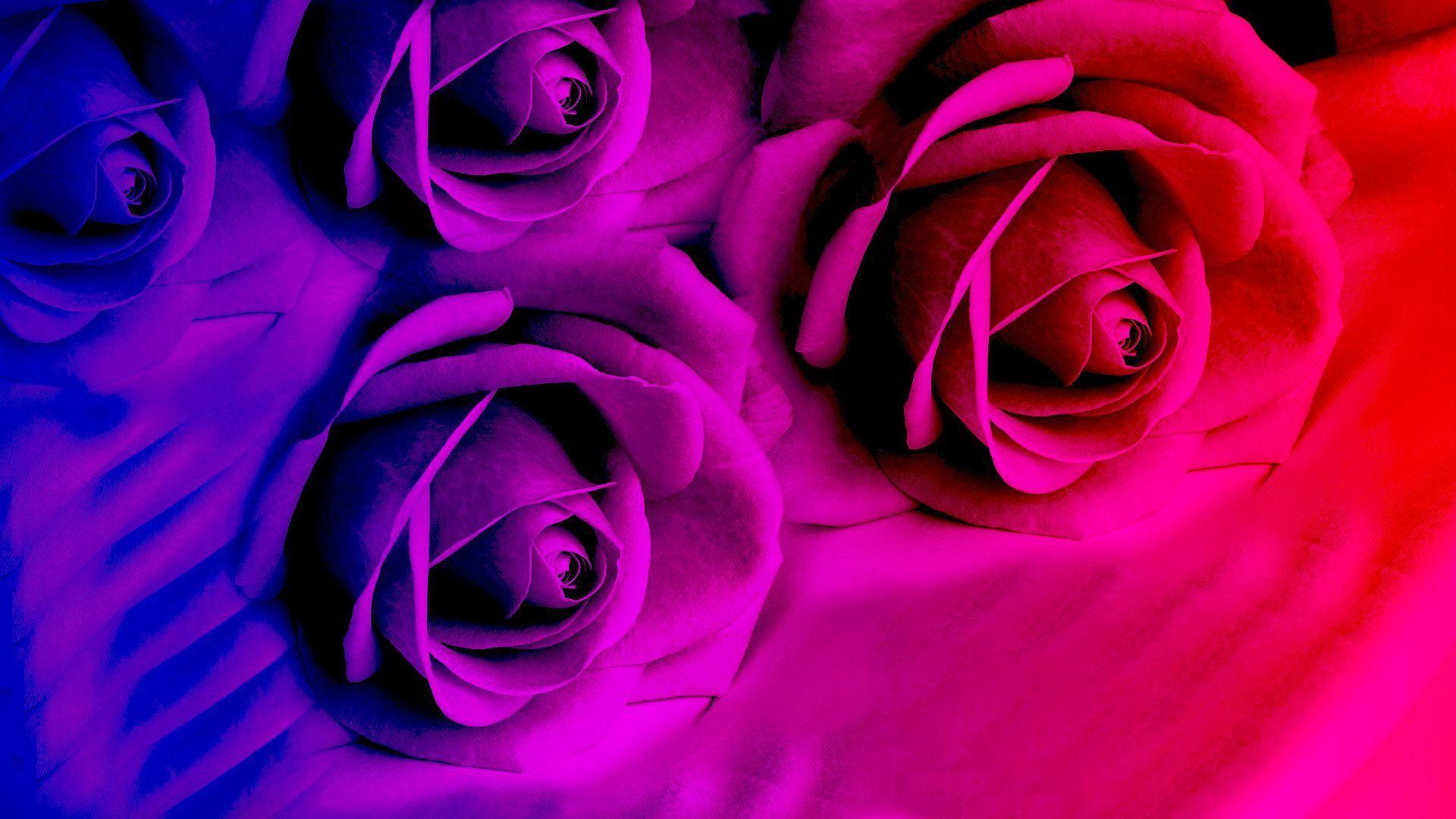 Purple Rose Desktop Wallpapers - Top Free Purple Rose Desktop ...