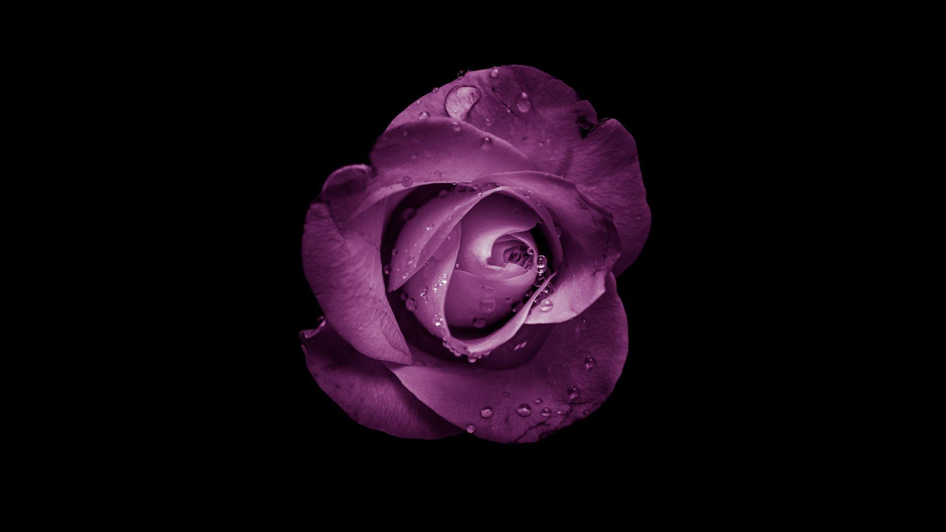 Purple Rose Desktop Wallpapers - Top Free Purple Rose Desktop ...