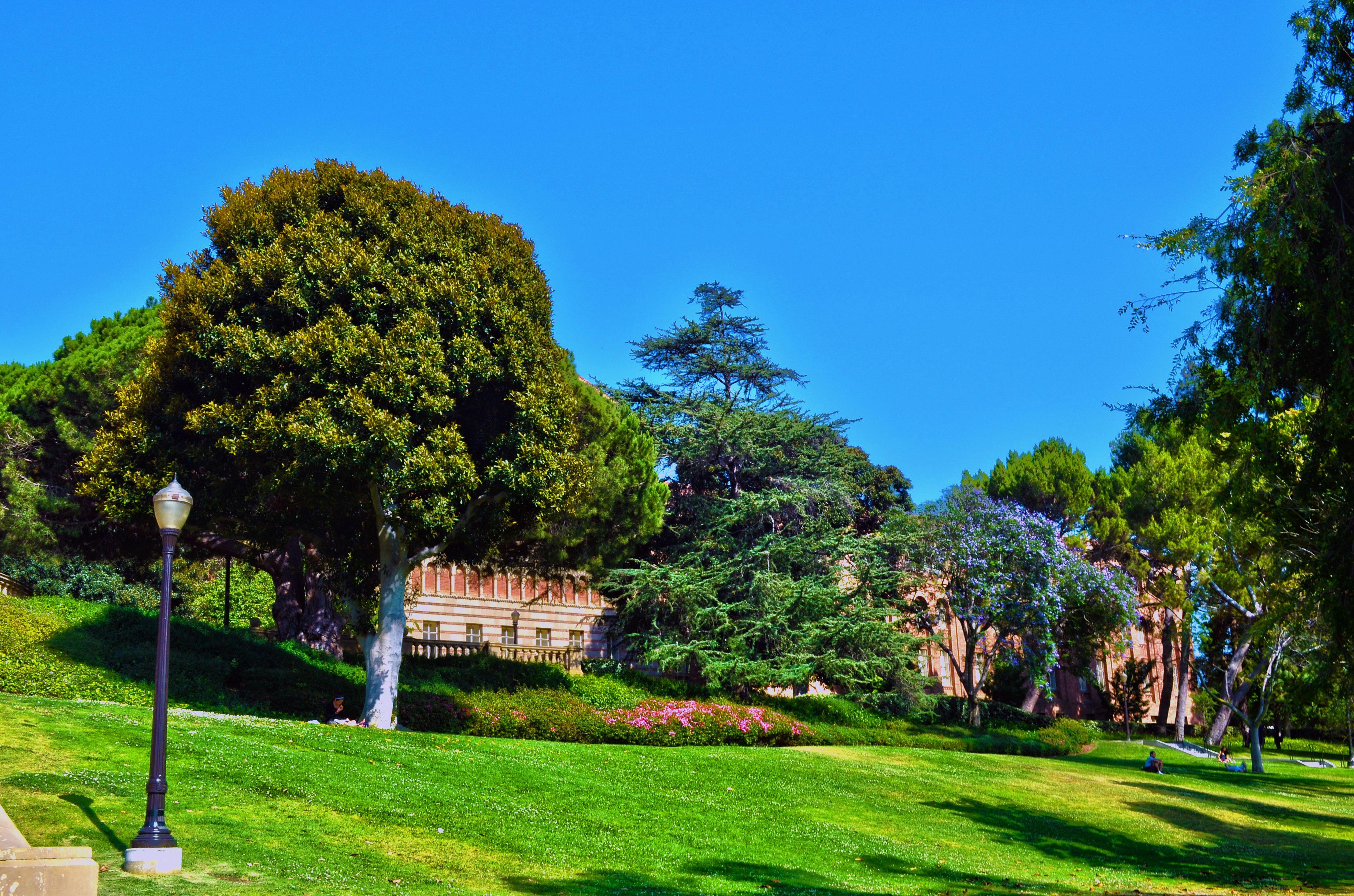 UCLA Campus Wallpapers - Top Free UCLA Campus Backgrounds - WallpaperAccess