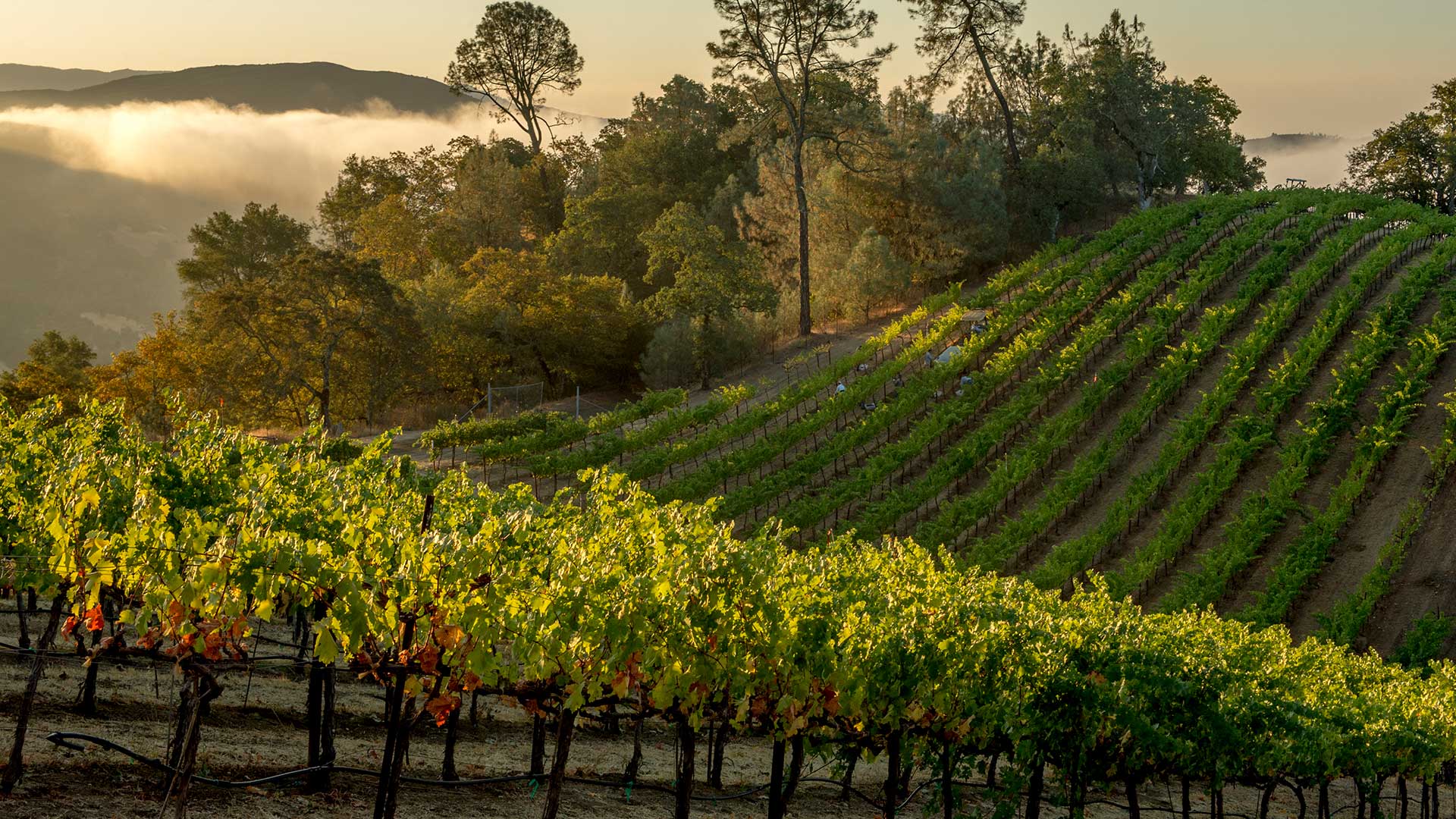 1920X1080 Napa Wallpapers - Top Free 1920X1080 Napa Backgrounds ...