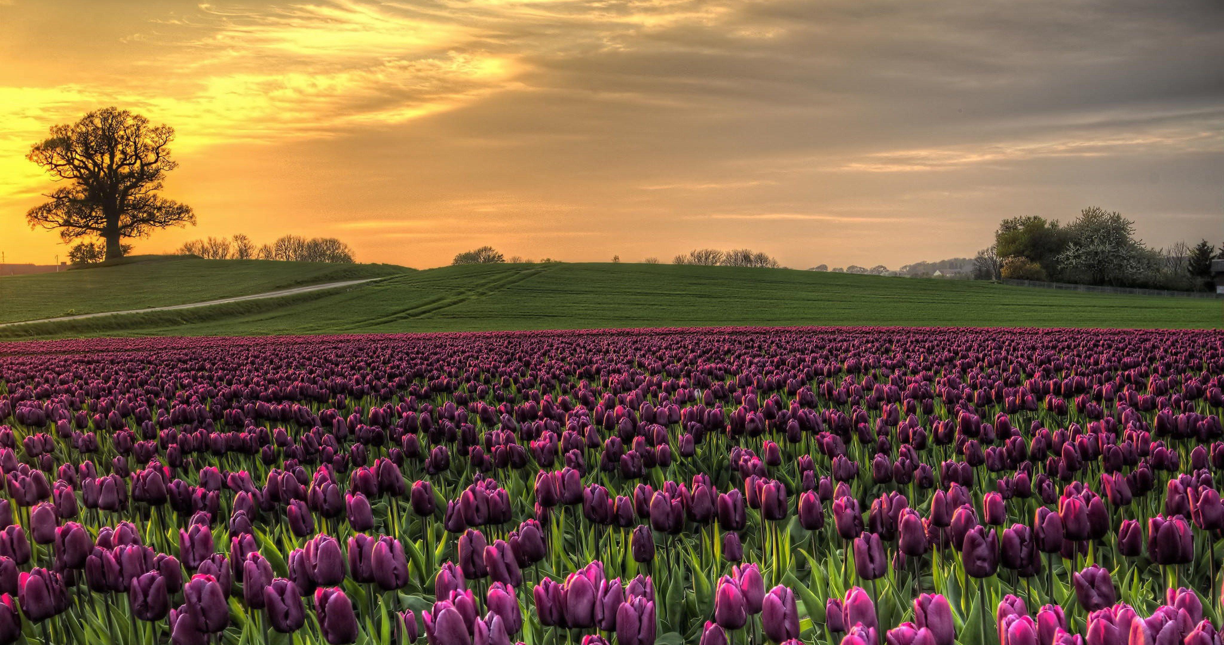 Denmark 4K Wallpapers - Top Free Denmark 4K Backgrounds - WallpaperAccess