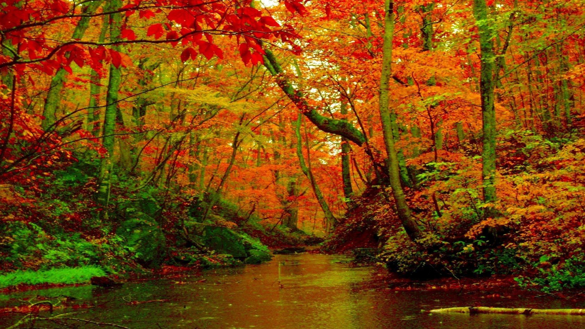 Autumn Forest Desktop Wallpapers - Top Free Autumn Forest Desktop ...