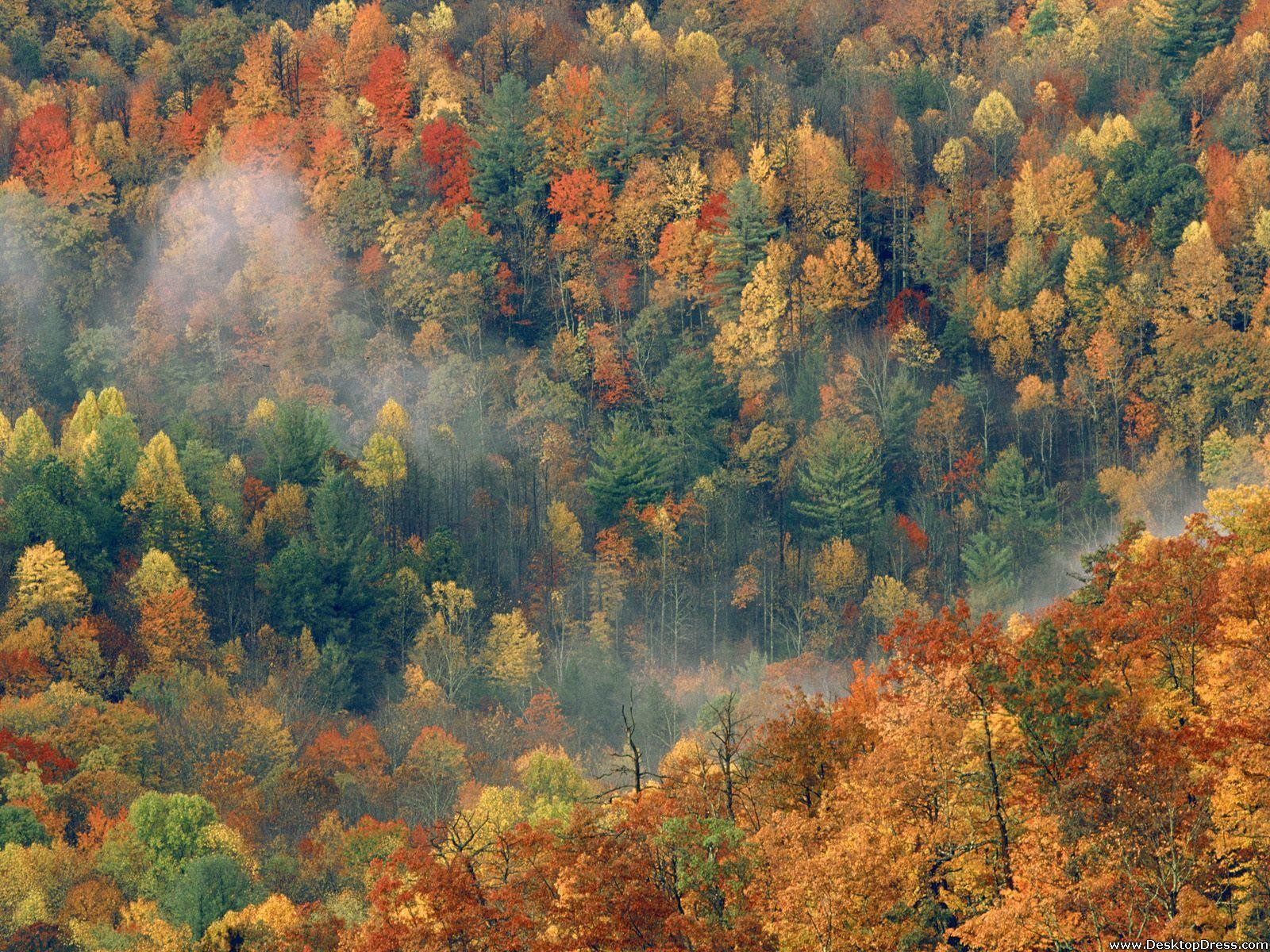 Autumn Forest Desktop Wallpapers - Top Free Autumn Forest Desktop ...