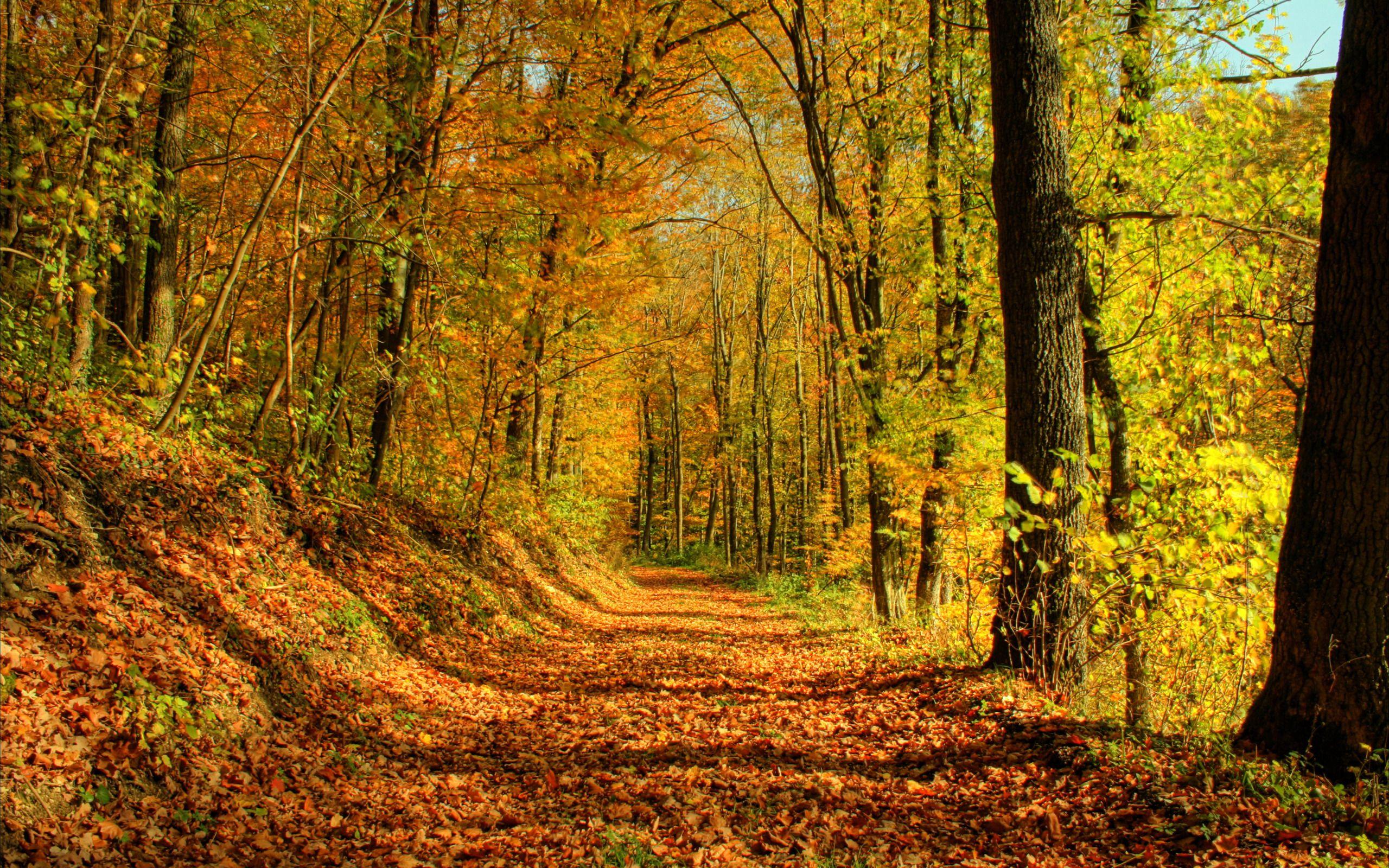 Autumn Forest Desktop Wallpapers - Top Free Autumn Forest Desktop ...