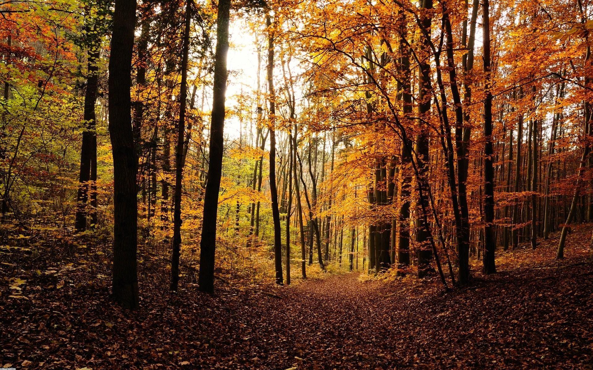 Autumn Woods Wallpapers - Top Free Autumn Woods Backgrounds ...