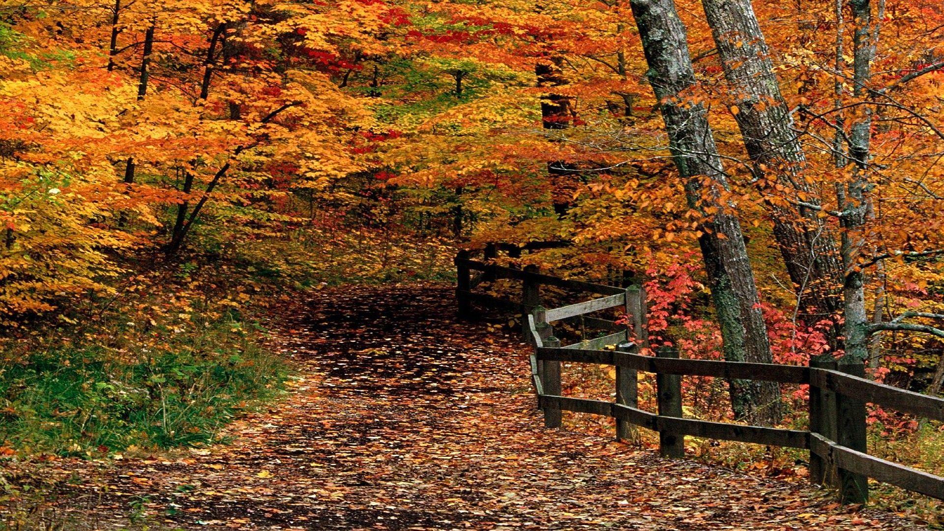 Autumn Woods Wallpapers - Top Free Autumn Woods Backgrounds ...