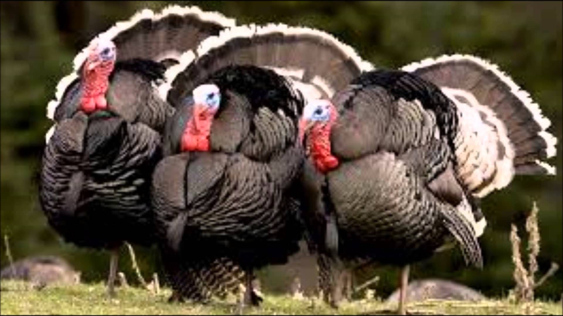 Gobbling Turkey Wallpapers - Top Free Gobbling Turkey Backgrounds ...