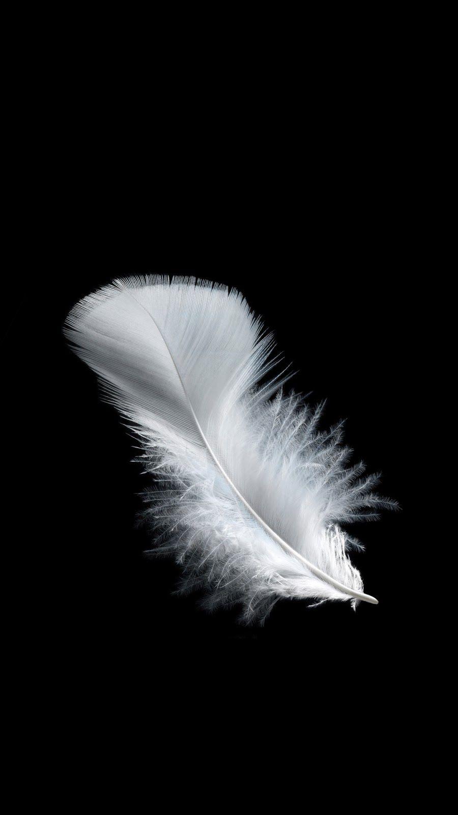Dark Feather Wallpapers - Top Free Dark Feather Backgrounds ...