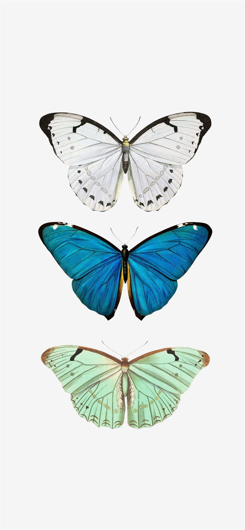 Teal Butterfly Wallpapers - Top Free Teal Butterfly Backgrounds ...
