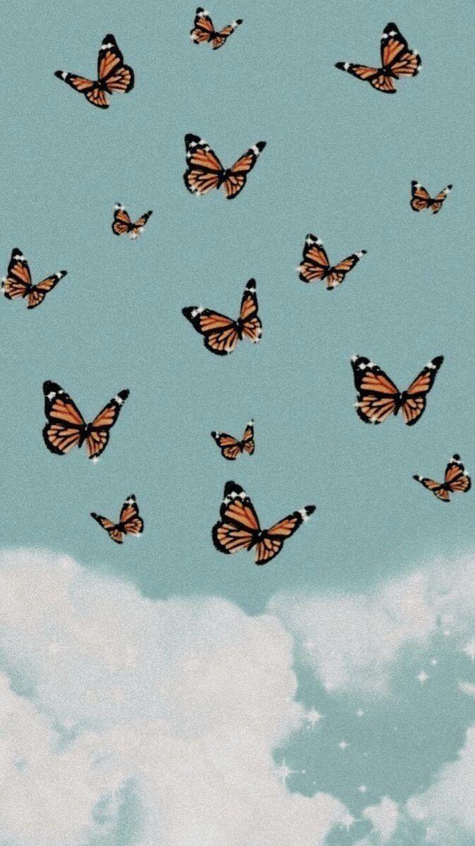 Teal Butterfly Wallpapers - Top Free Teal Butterfly Backgrounds ...