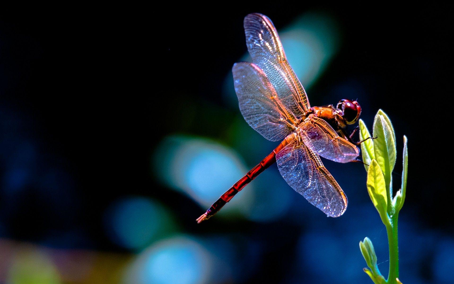 Fly Computer Wallpapers - Top Free Fly Computer Backgrounds ...
