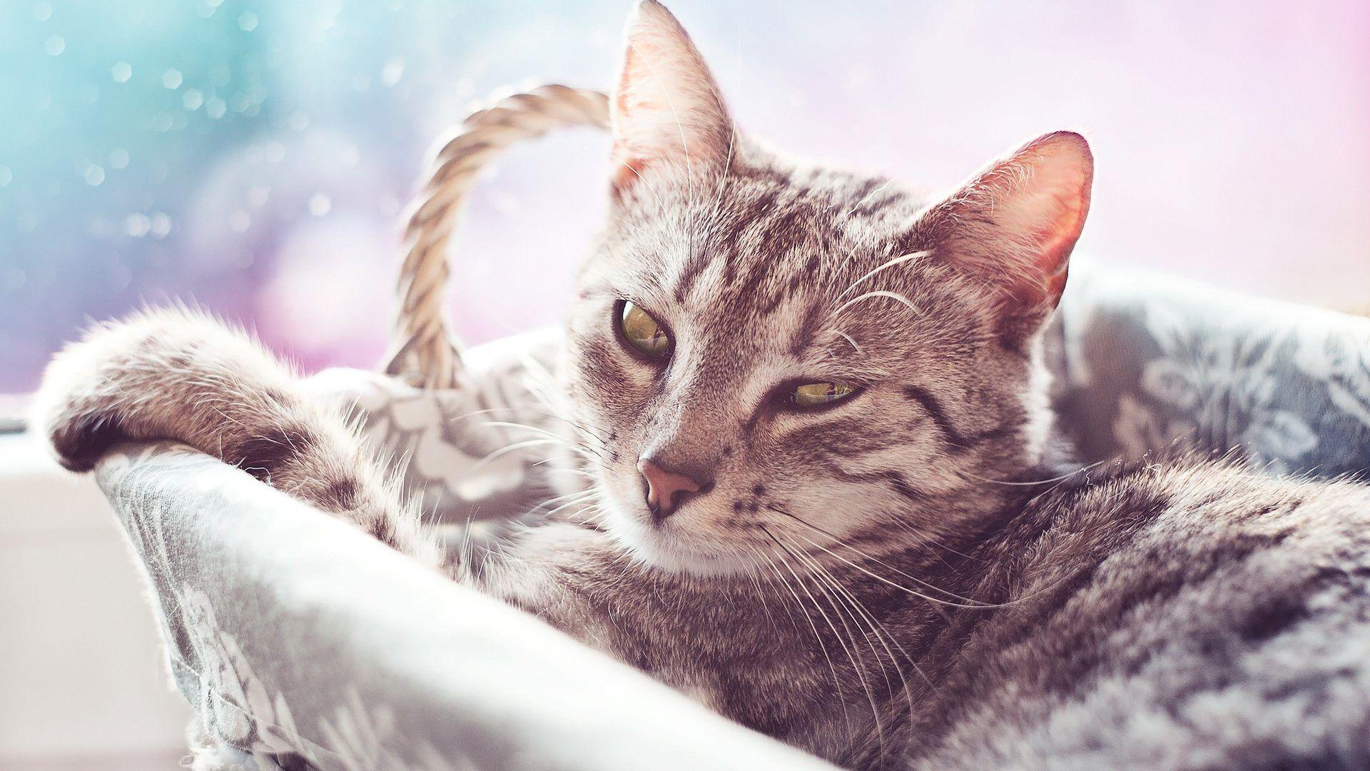 Cute Animal Thanksgiving Wallpapers - Top Free Cute Animal Thanksgiving ...