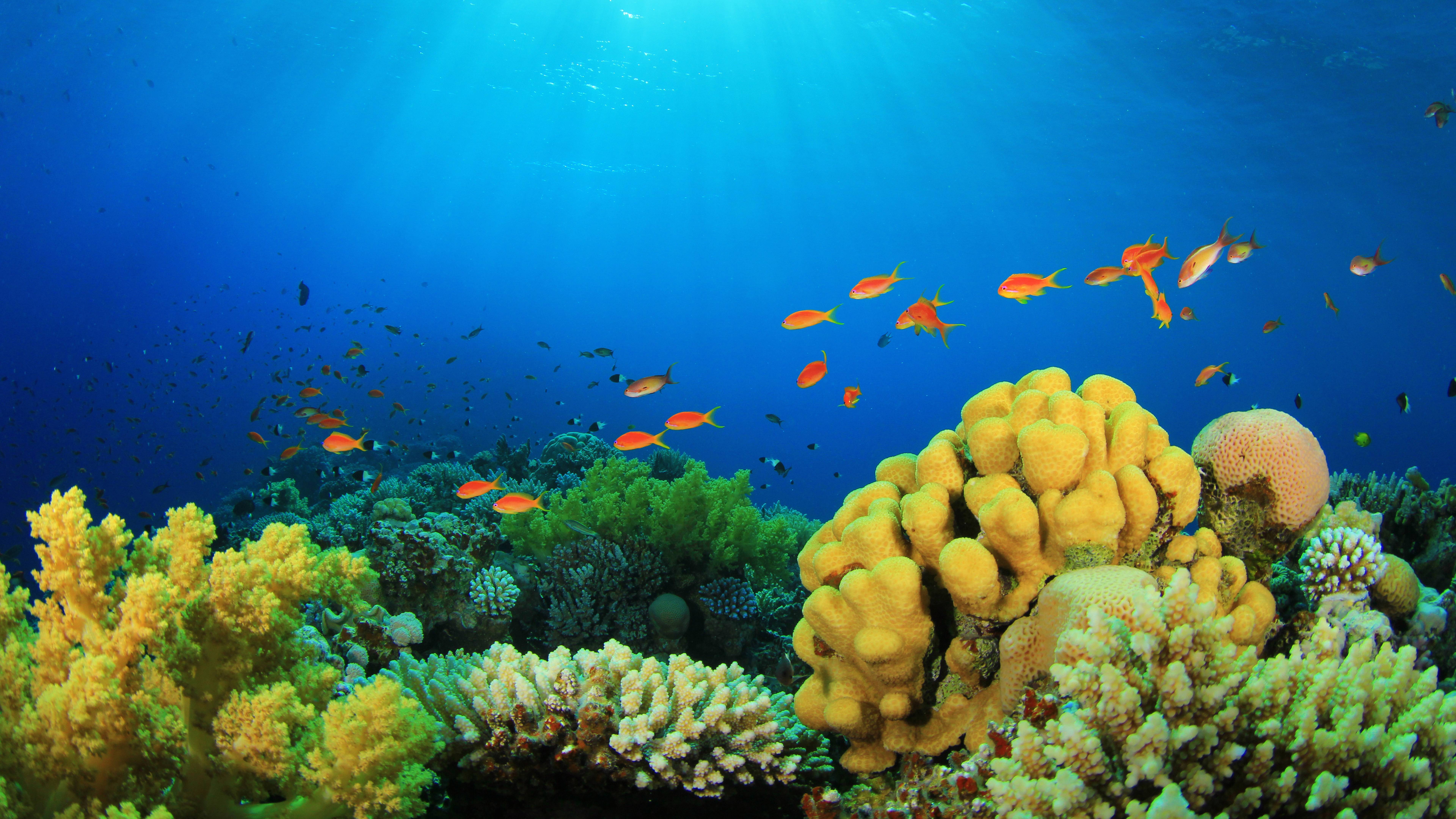 8K Underwater Wallpapers - Top Free 8K Underwater Backgrounds ...